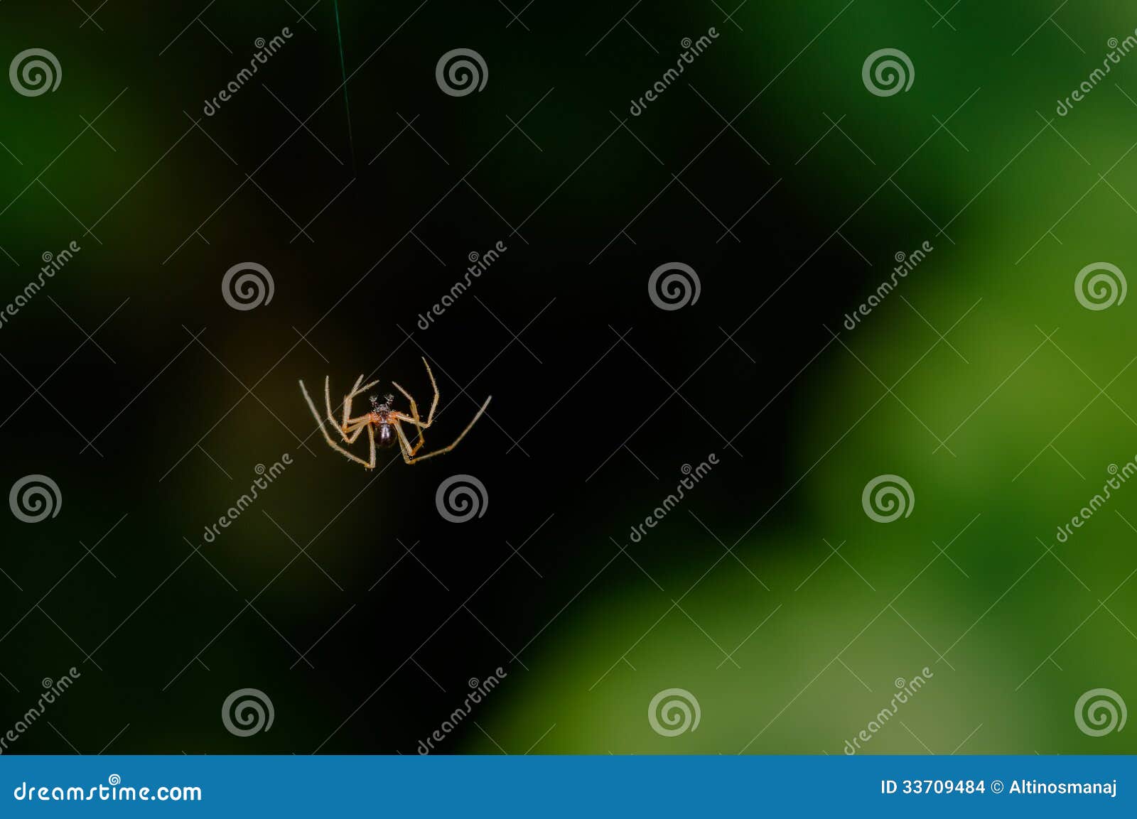 Single Small Spider Falling Mid-air Stock Photo - Image of wildlife ...