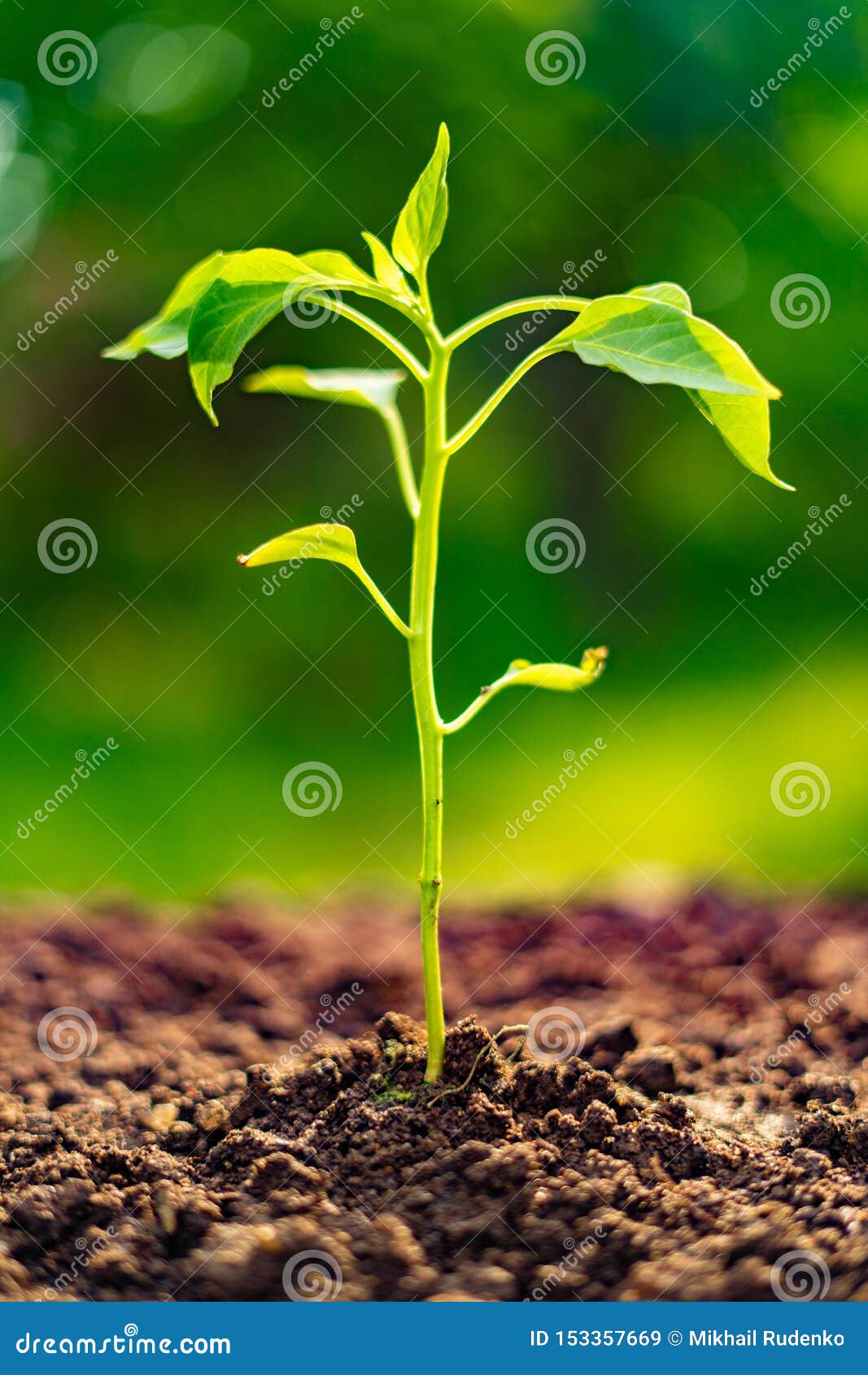 Single small sprout stock image. Image of seed, garden - 153357669