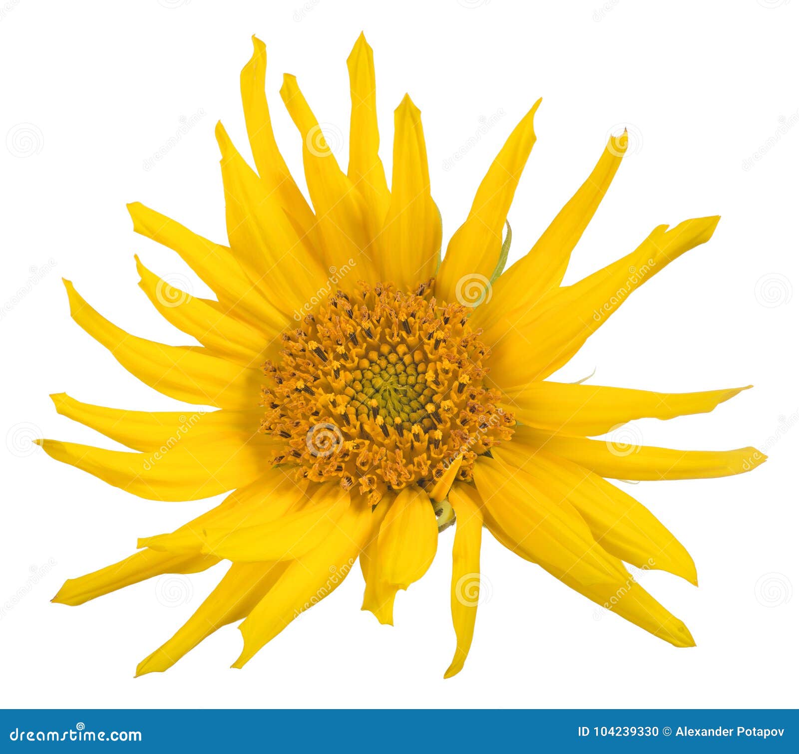 Single Small Sunflower Bloom on White Stock Photo - Image of leaf ...