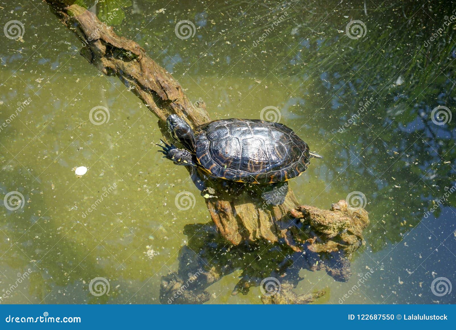 Single Small Turtle with Black Shell Swimming in Pond Stock Photo ...