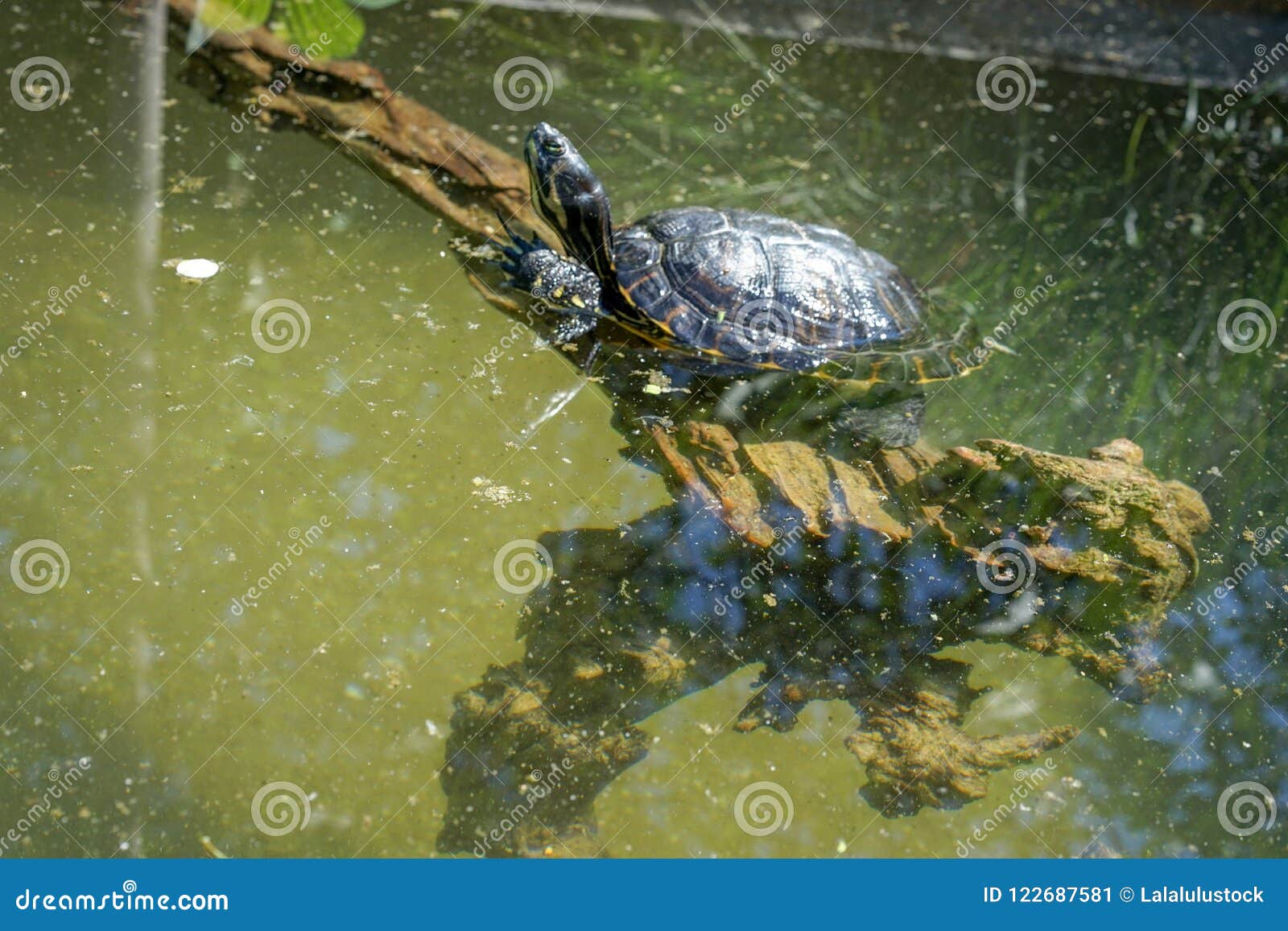 Single Small Turtle with Black Shell Swimming in Pond Stock Image ...