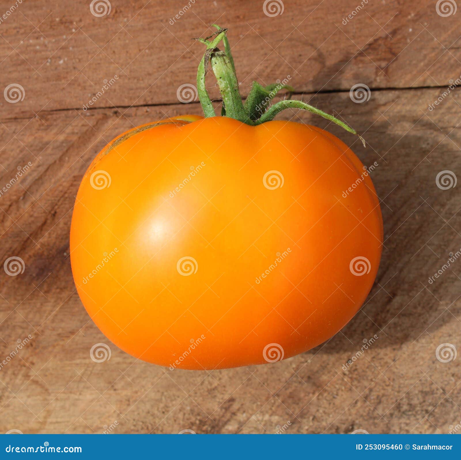 A Smooth, Round Orange Tomato Stock Photo - Image of moonglow, vivid ...