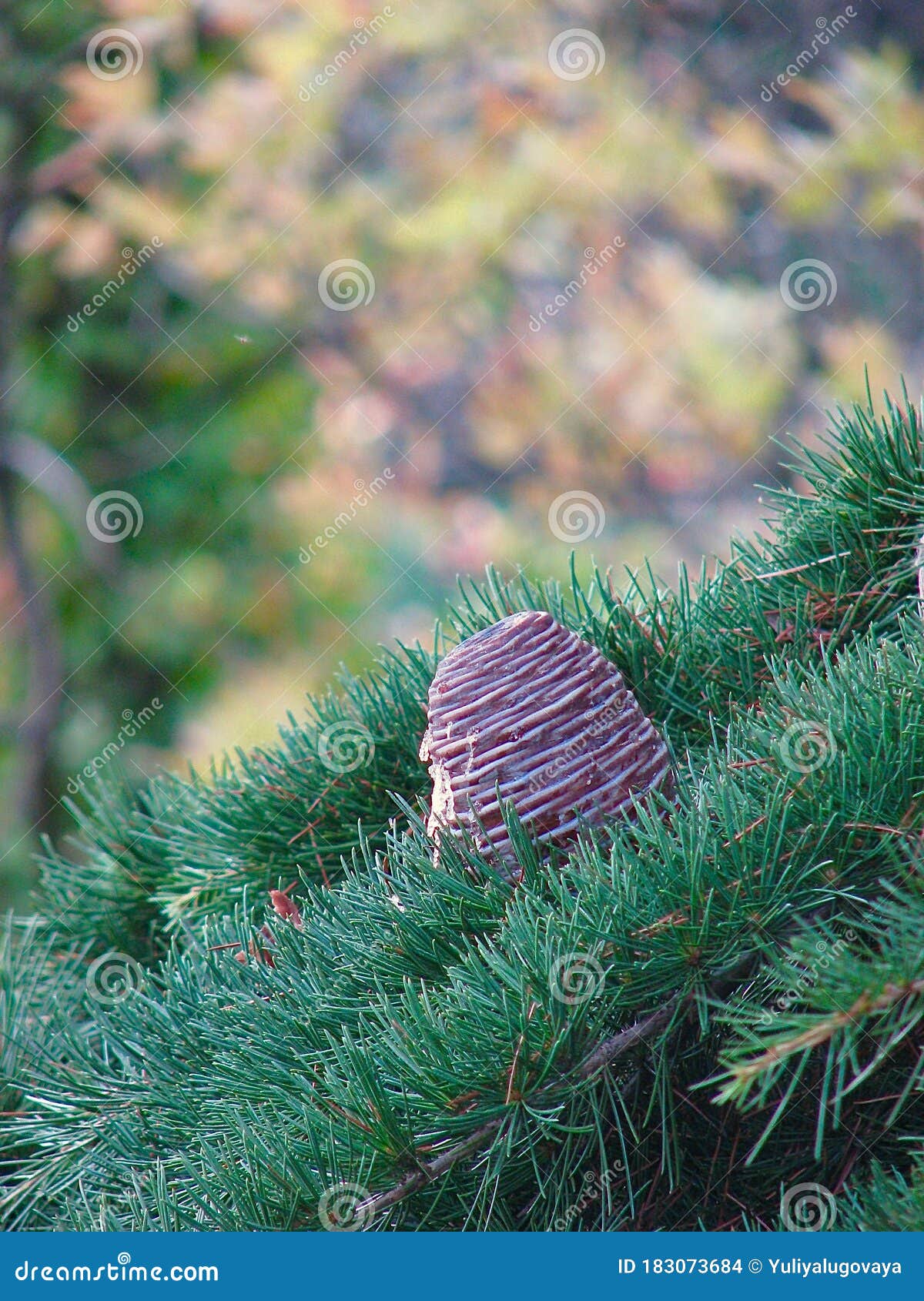 Pine Cone in Coniferous Tree Branches Stock Photo - Image of needles ...