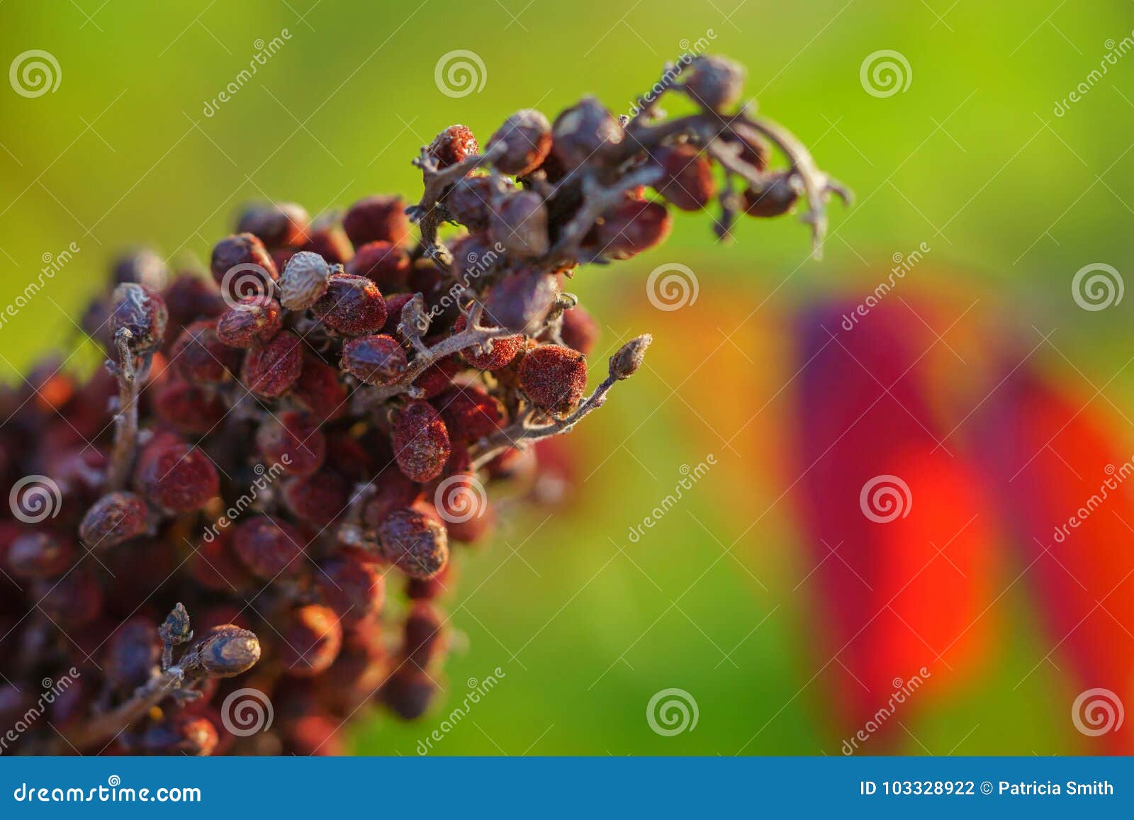 Single Smooth Pebble Isolated On White Background Generative AI ...
