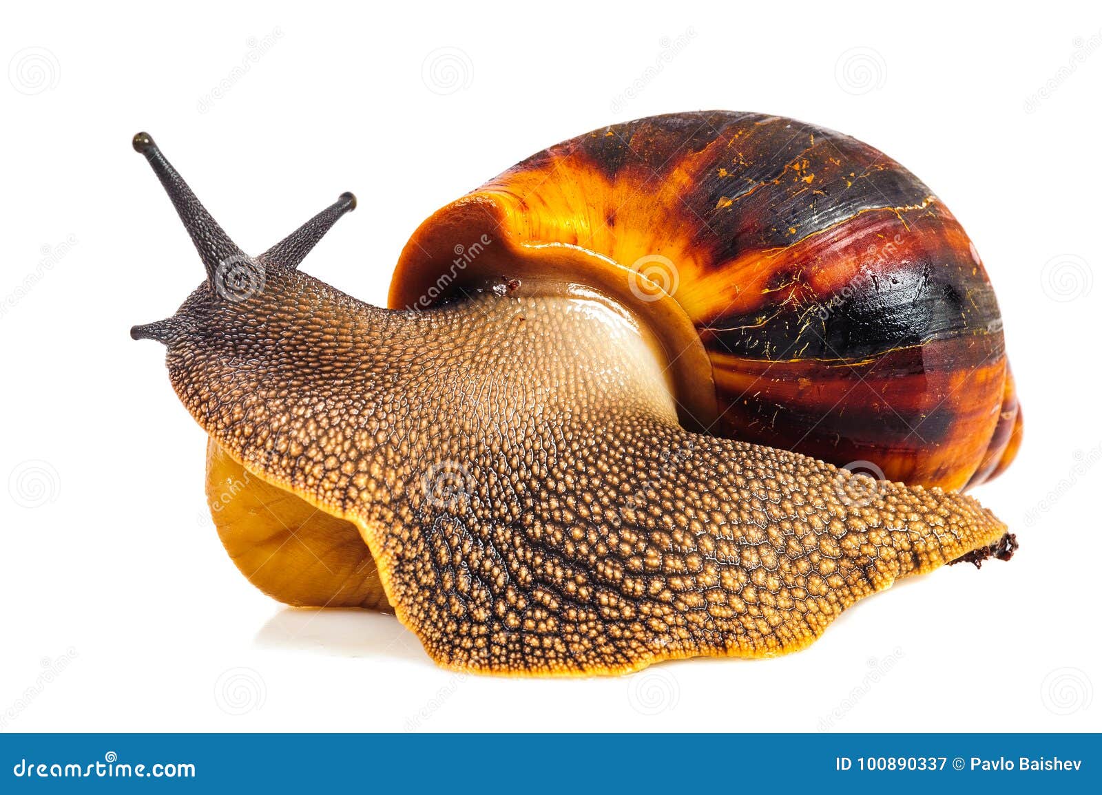 Snail Isolated on the White Background Stock Image - Image of ...