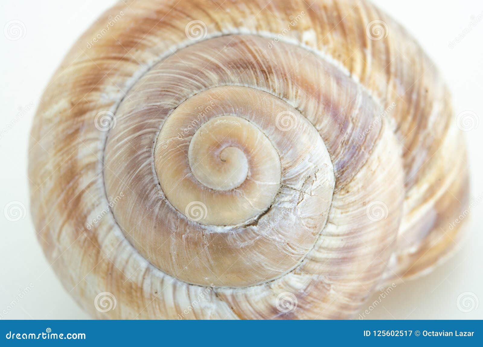 Snail house shell stock image. Image of design, isolated - 125602517
