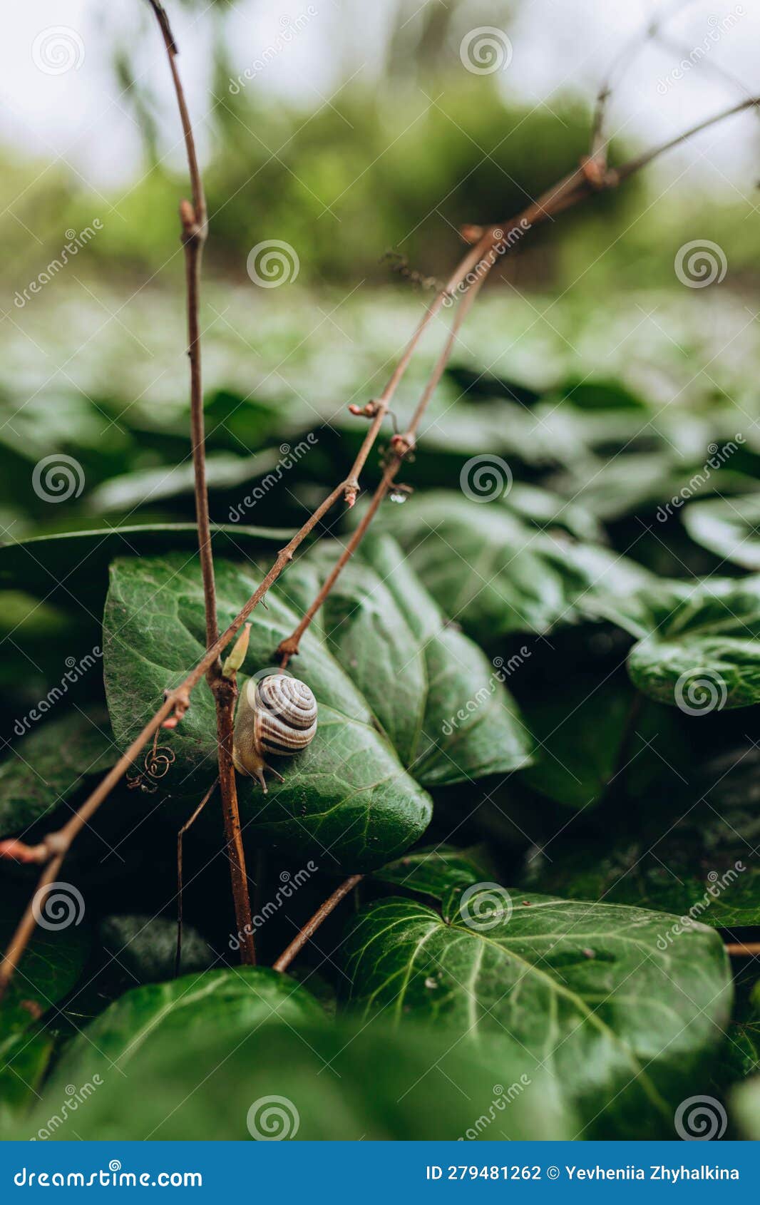 Single snail shell, stock photo. Image of lazy, mollusca - 279481262