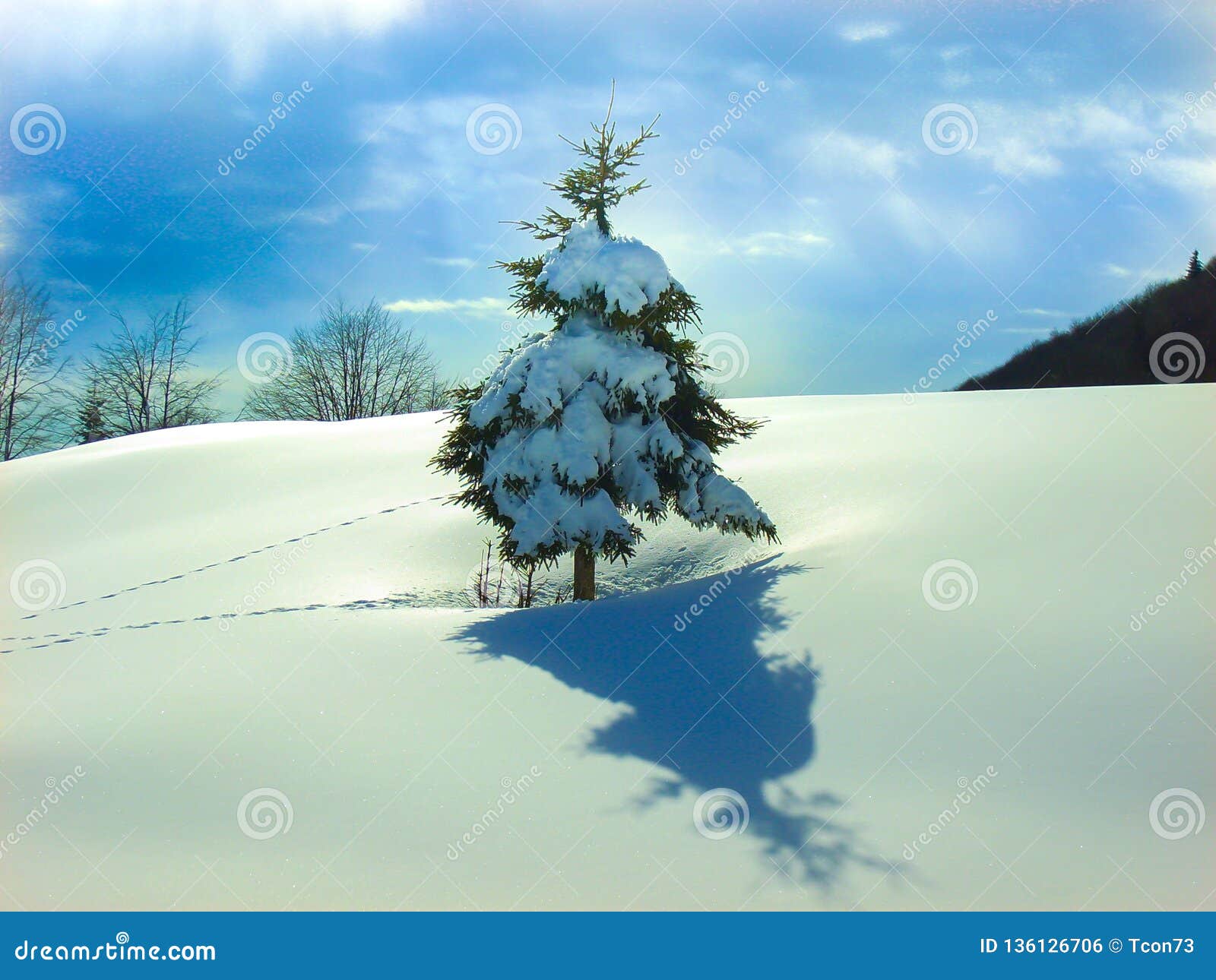 Single Snow Covered Pine Tree in Blanket of Smooth Snow with Footprints ...