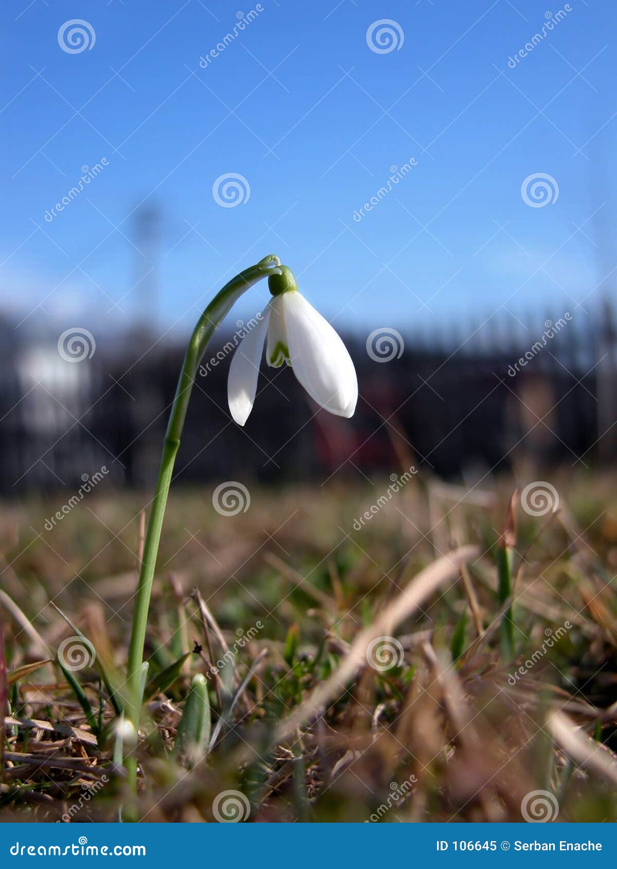 Single snow drop stock image. Image of grass, nature, plant - 106645