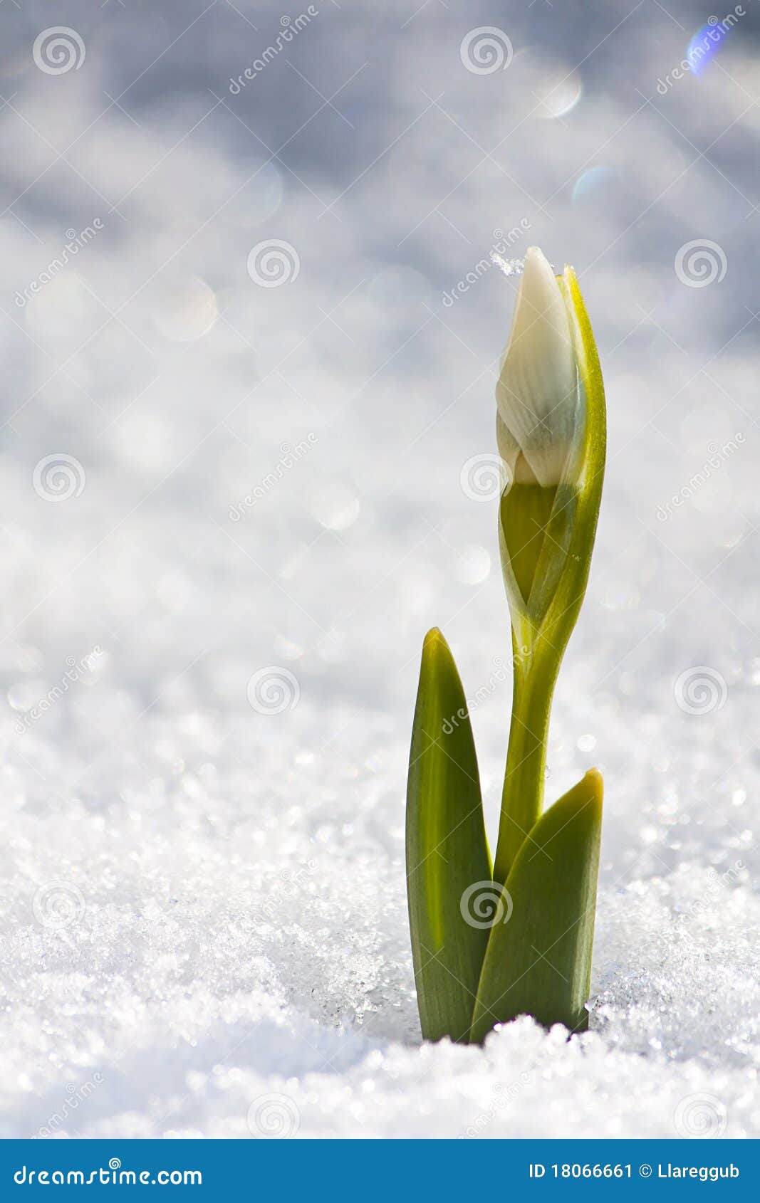 A single snow drop stock image. Image of greens, elegant - 18066661