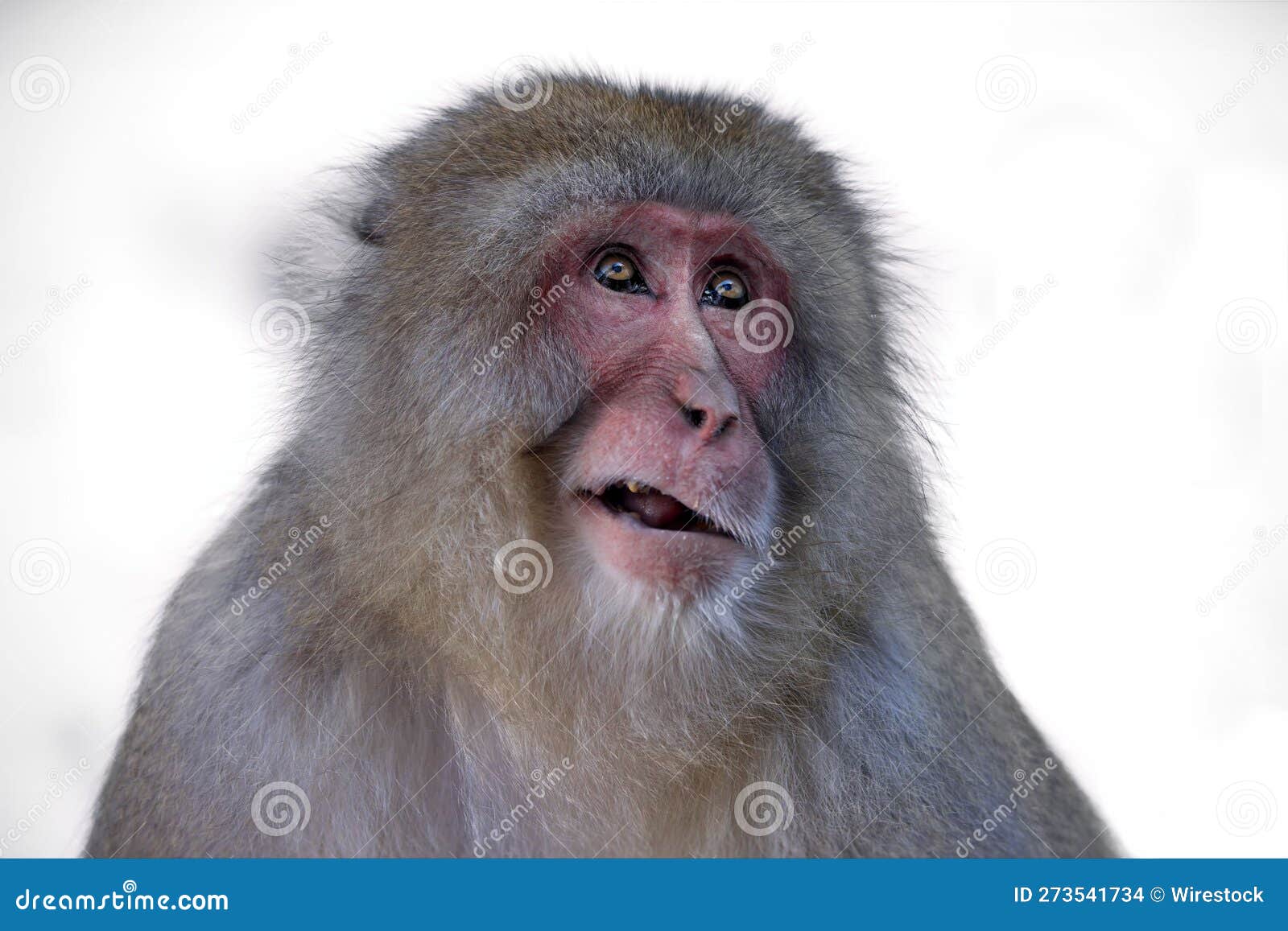 Single Snow Monkey with an Expression of Surprise and Shock in ...