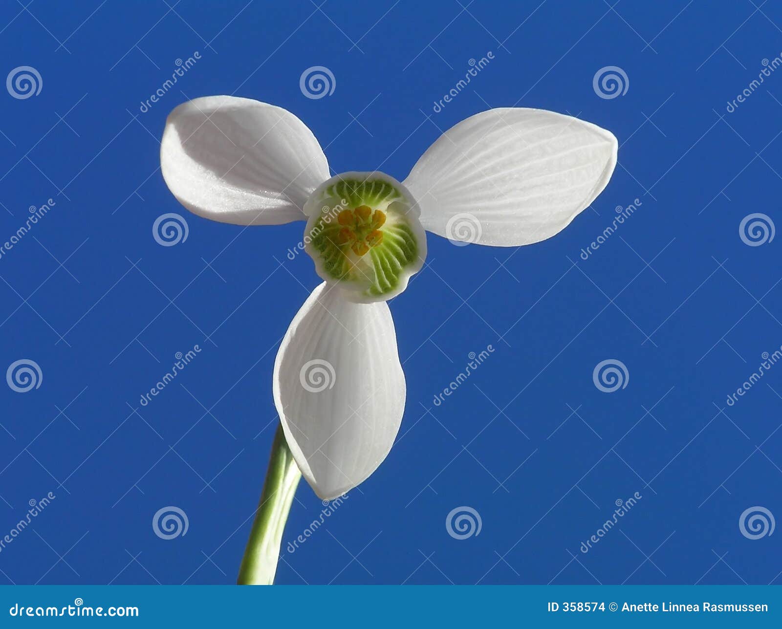 Single snowdrop stock photo. Image of macro, beautiful - 358574