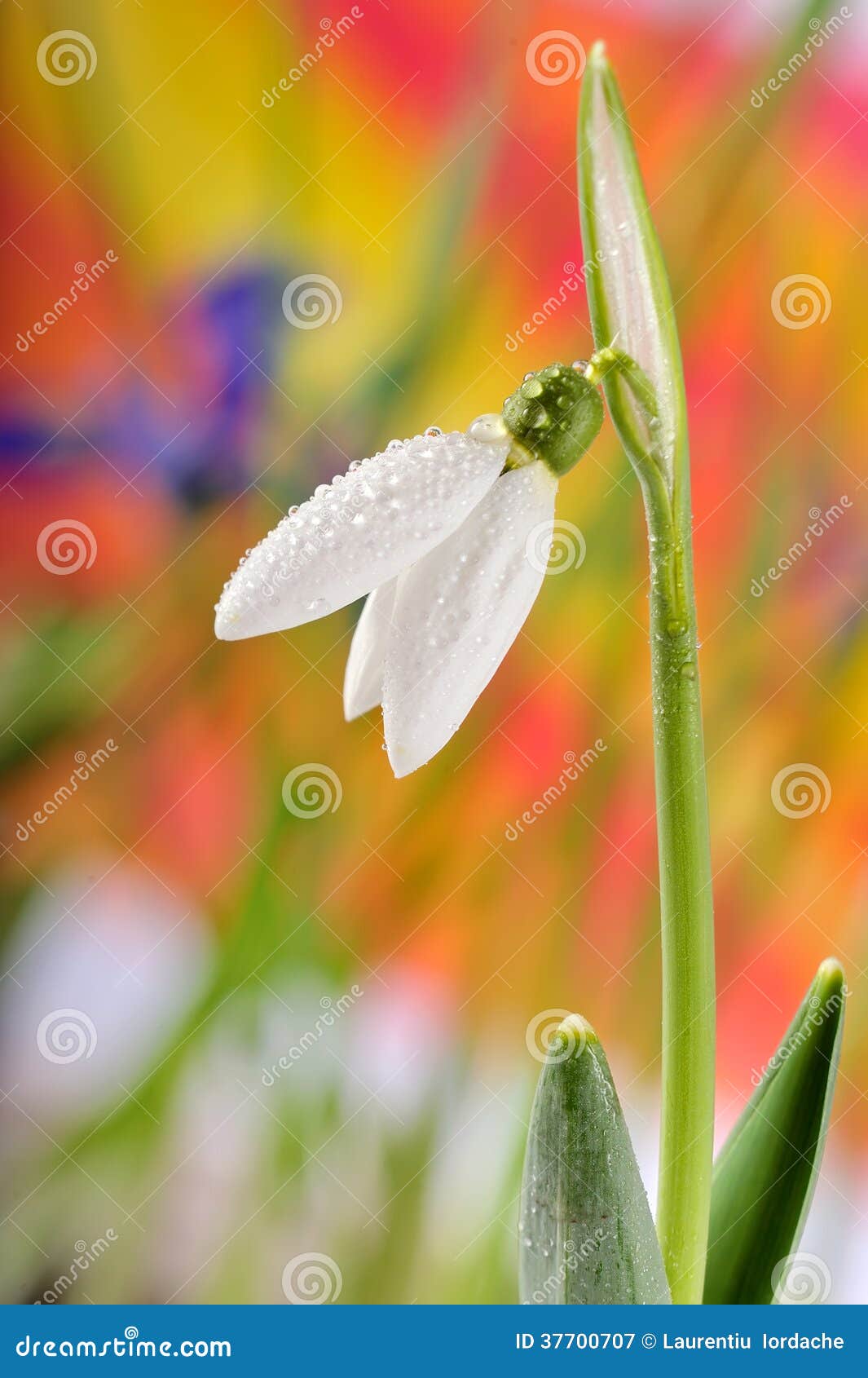 Single snowdrop stock image. Image of leaf, fresh, closeup - 37700707