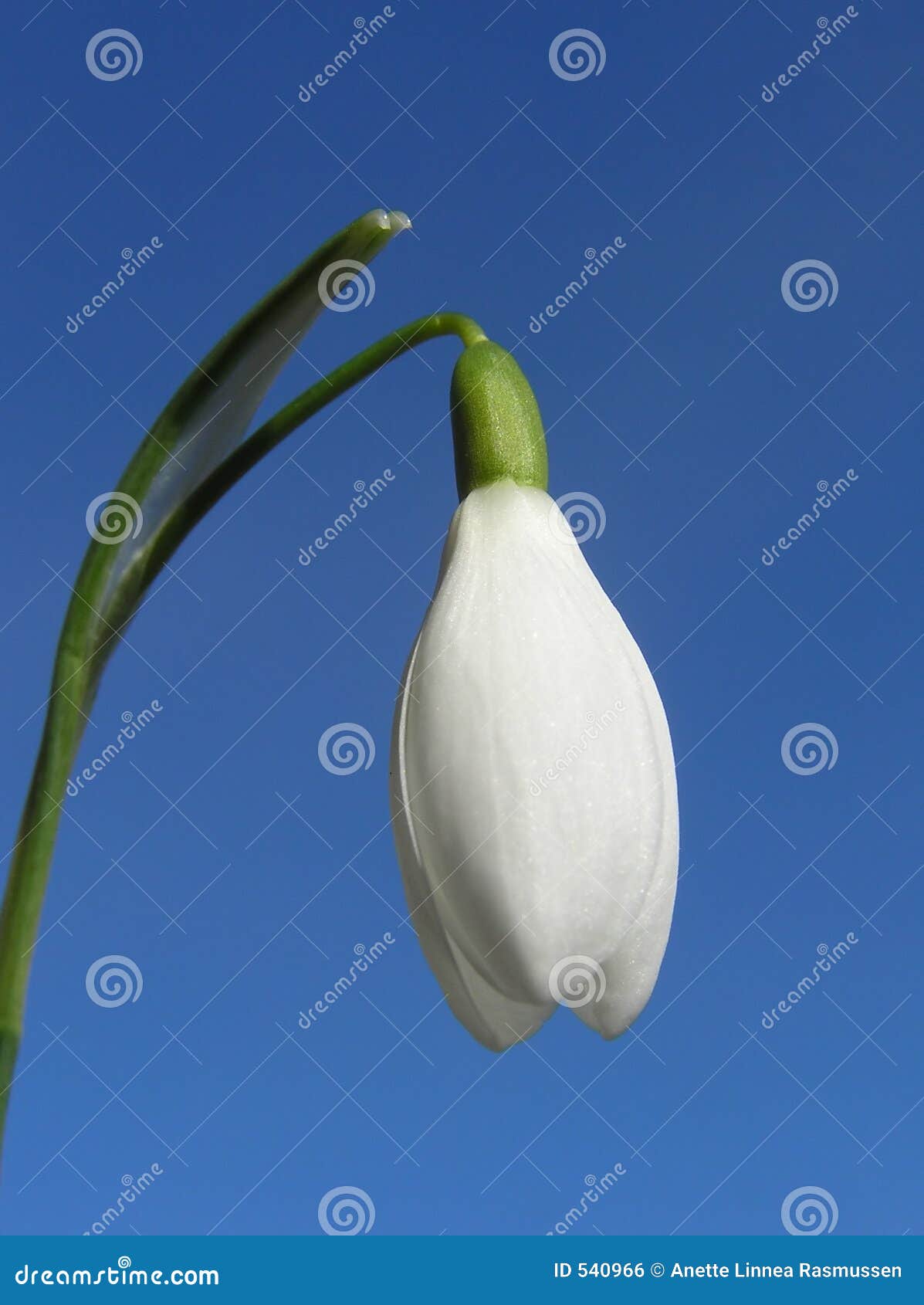 Single snowdrop stock photo. Image of snowdrop, meadow - 540966