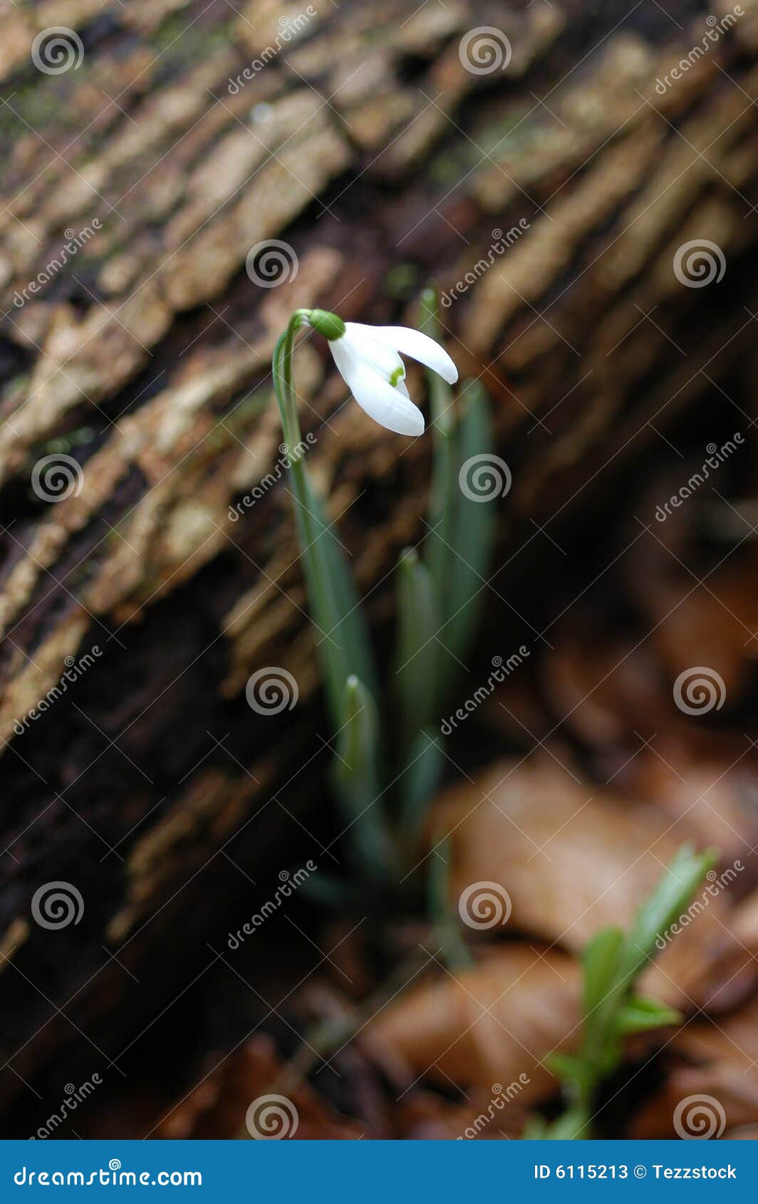 Single snowdrop stock image. Image of wood, solitary, forest - 6115213