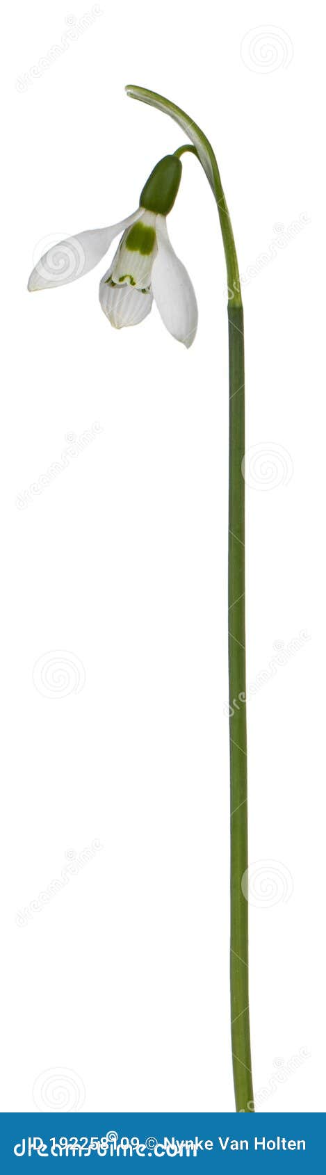 Spring Flower on White Background Stock Image - Image of green, spring ...