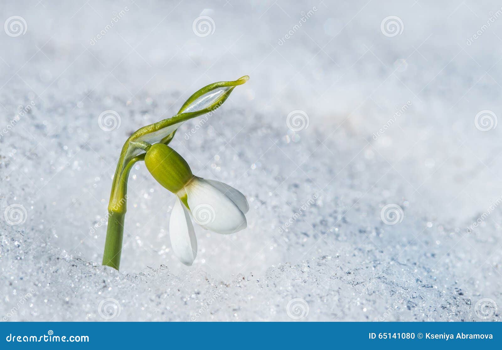 Single Snowdrop Flower with Snow Stock Photo - Image of floral ...