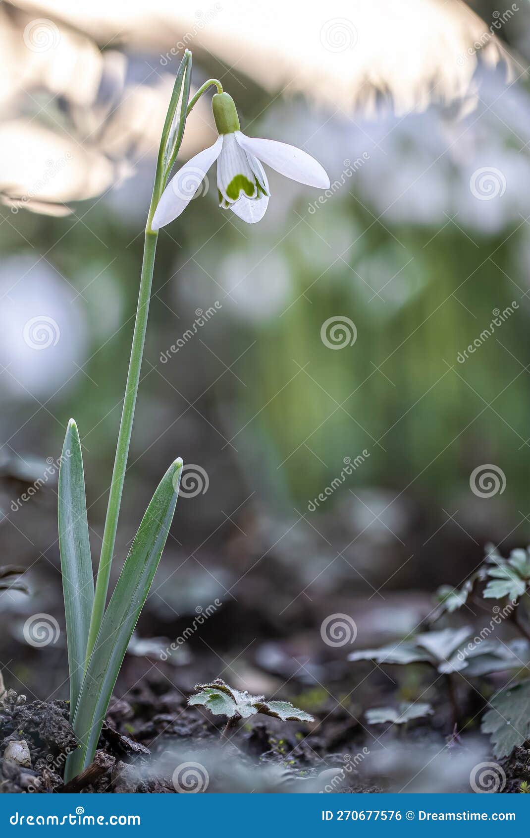 A Single Snowdrop (Galanthus) in Full Bloom Stock Photo - Image of ...