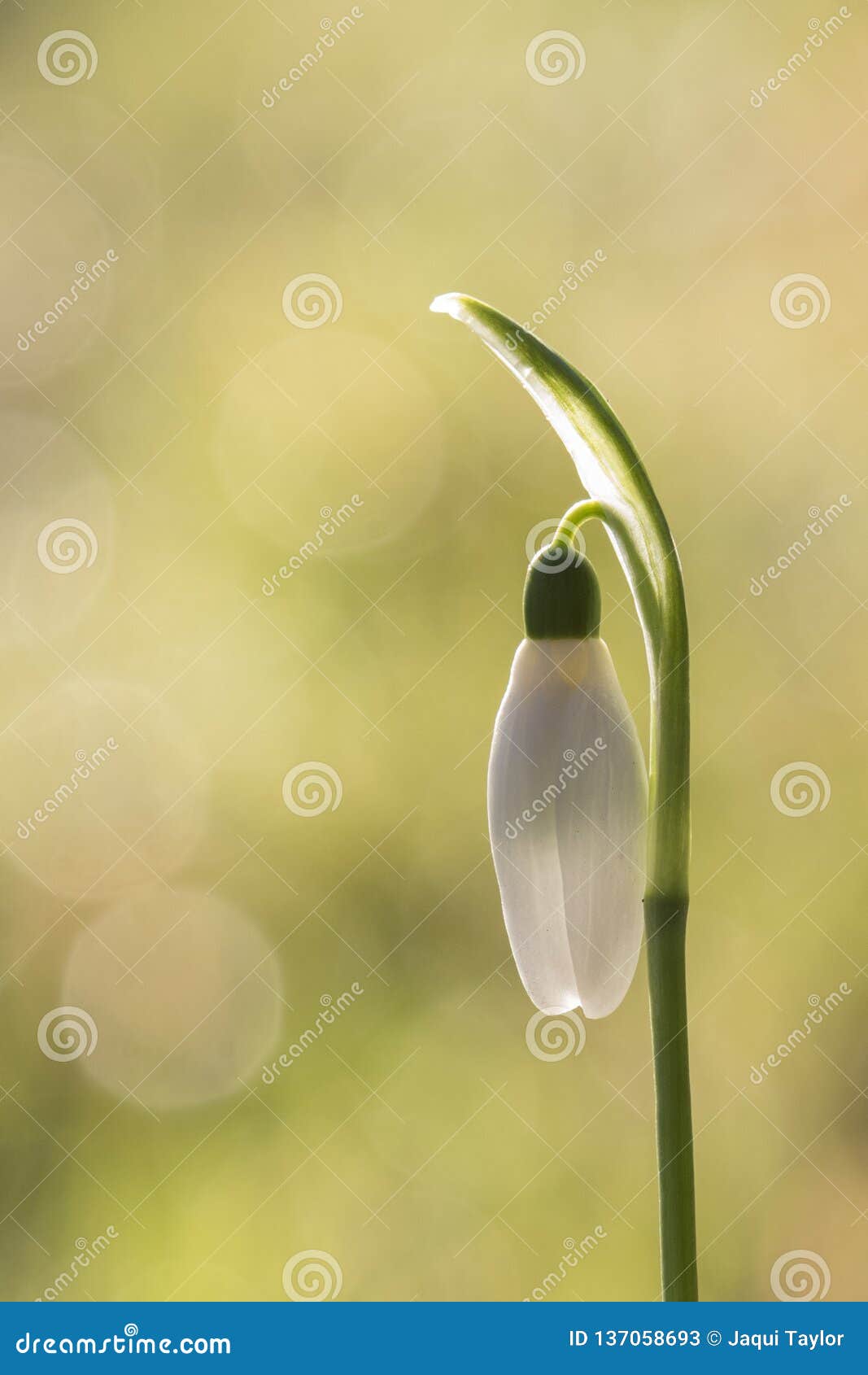 A single snowdrop stock image. Image of delicate, white - 137058693