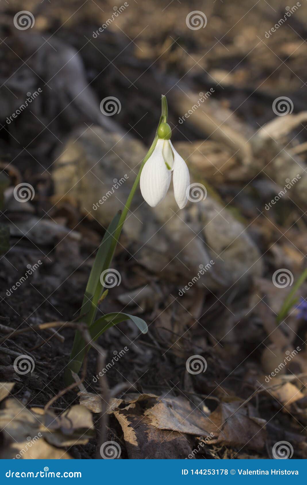 Single Snowdrop Growing through Last Year`s Leaves in the Forest. Stock ...