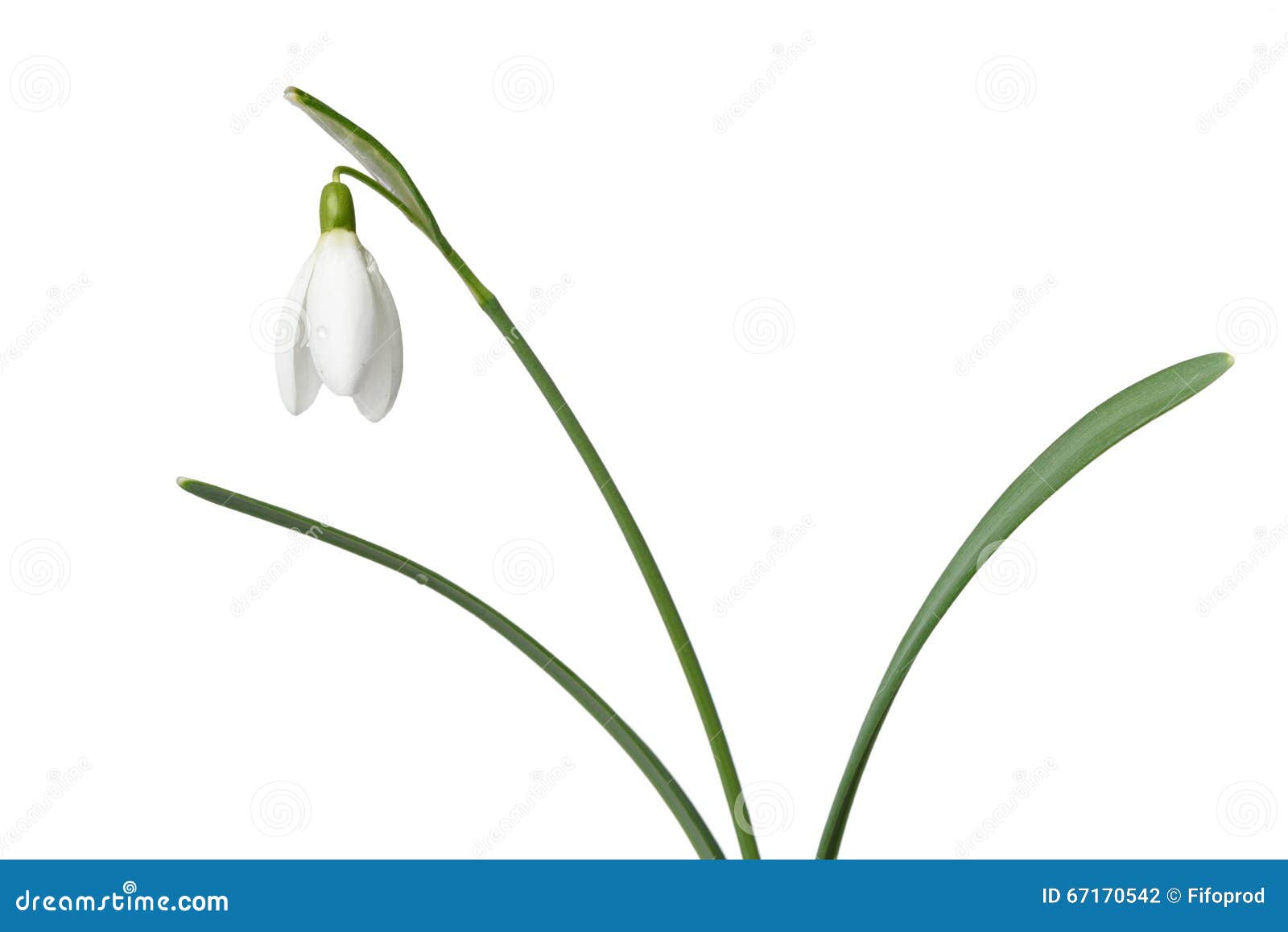 Single Snowdrop Isolated on White Stock Photo - Image of blossom, early ...