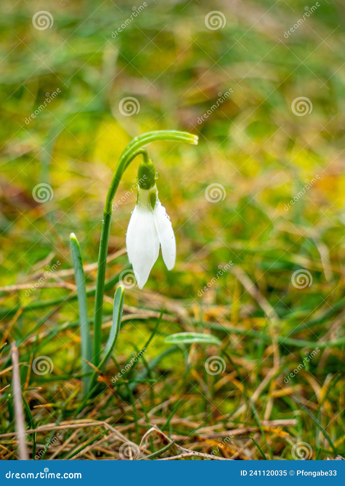 Single Snowdrop in the Meadow Stock Image - Image of macro, growing ...