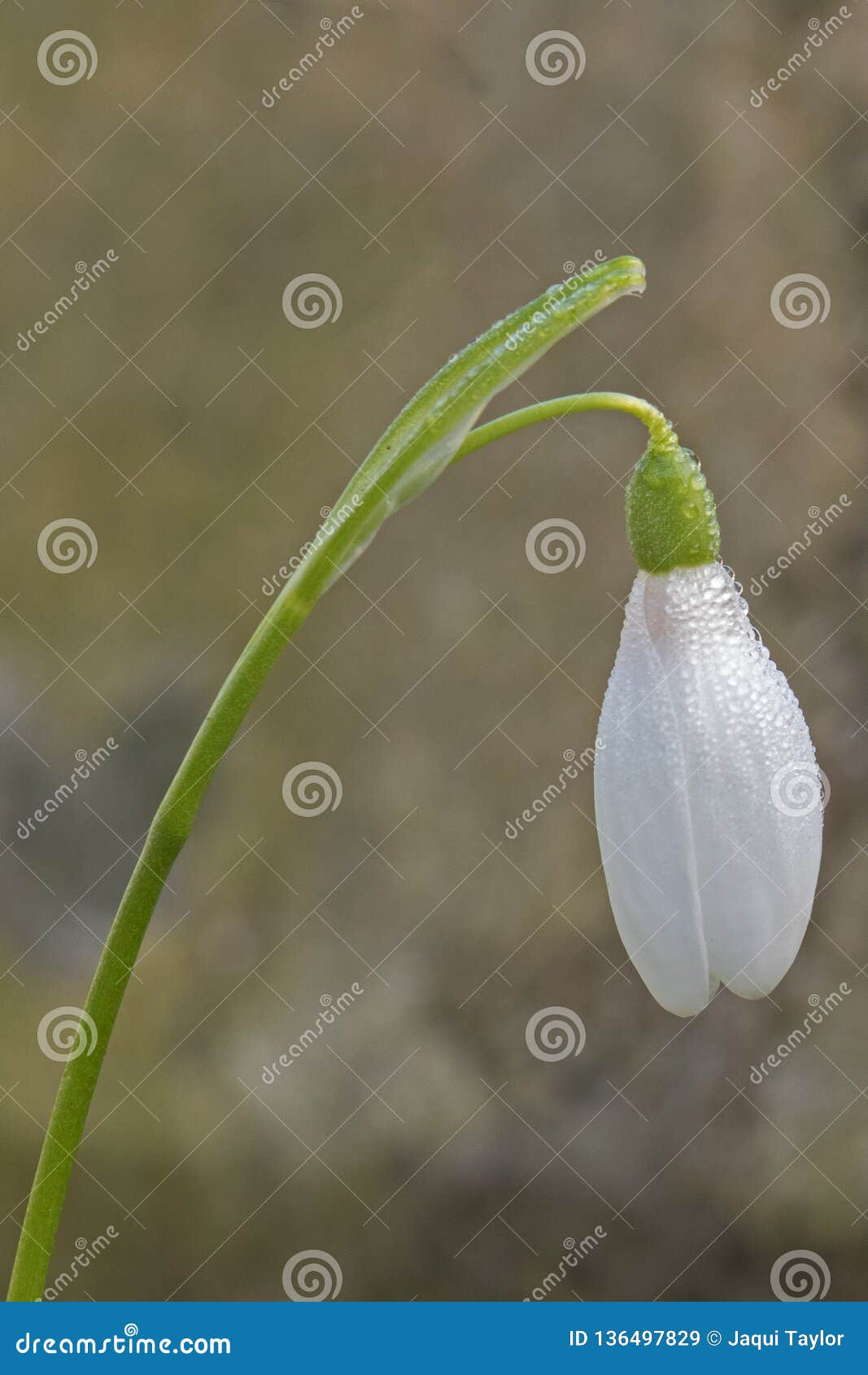 A Single Snowdrop in the Morning Dew Stock Image - Image of drops ...