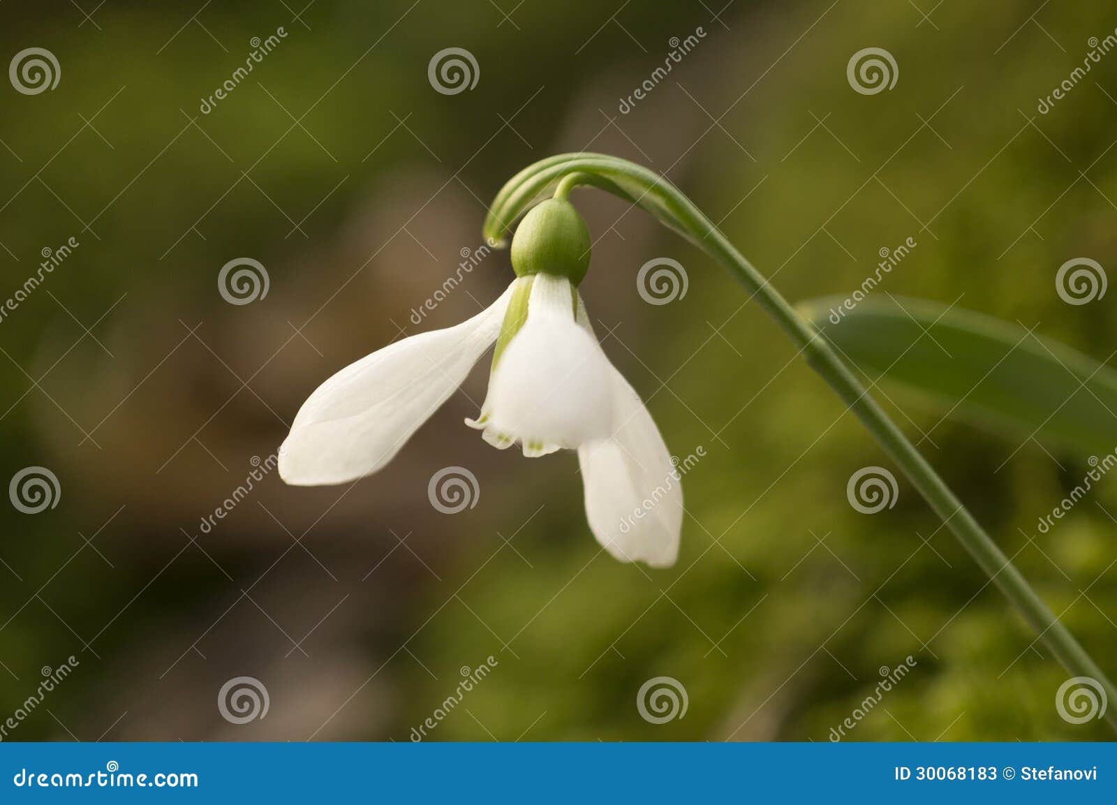 Snowdrop stock image. Image of life, drop, closeup, leaf - 30068183