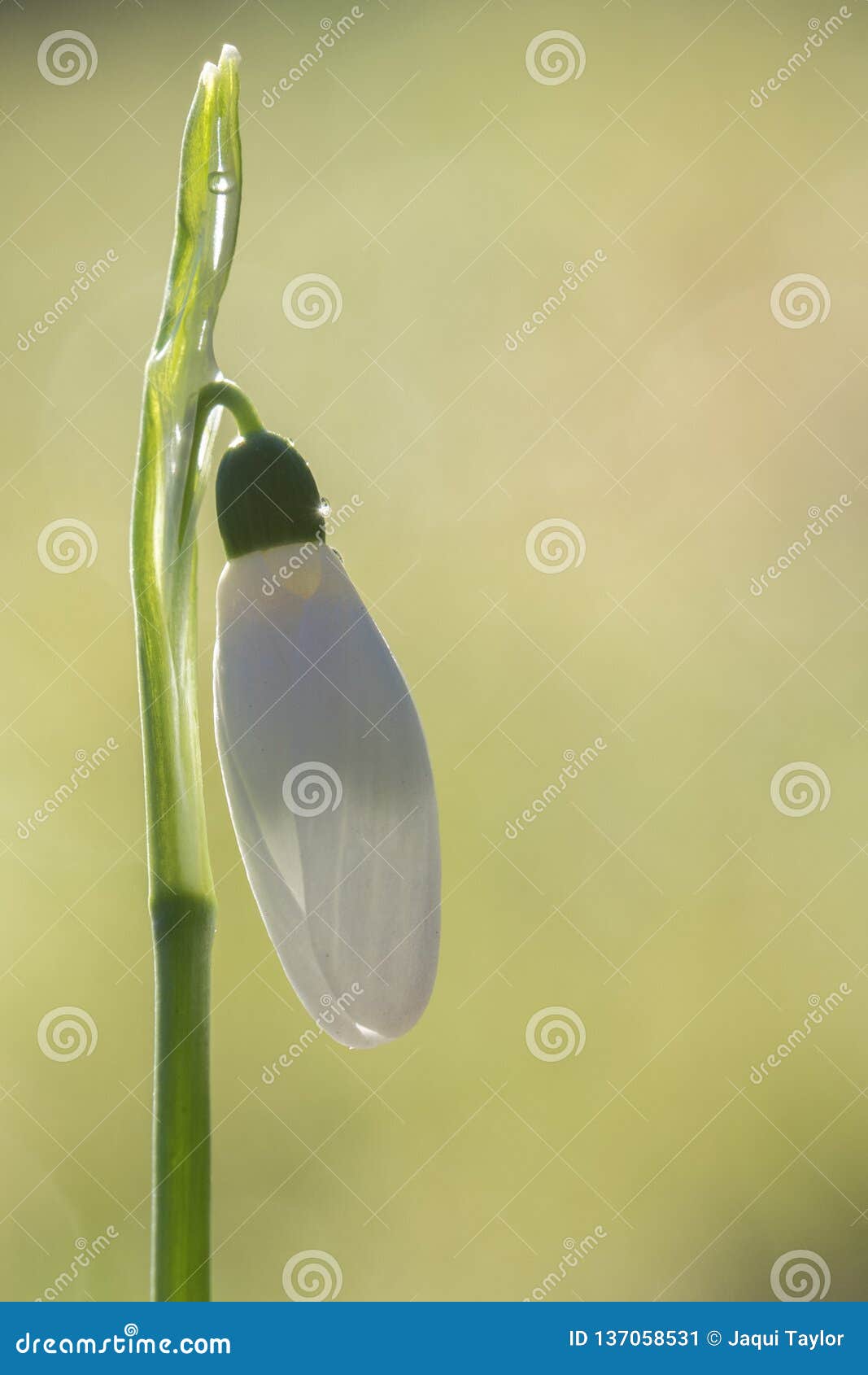A single snowdrop stock image. Image of small, white - 137058531