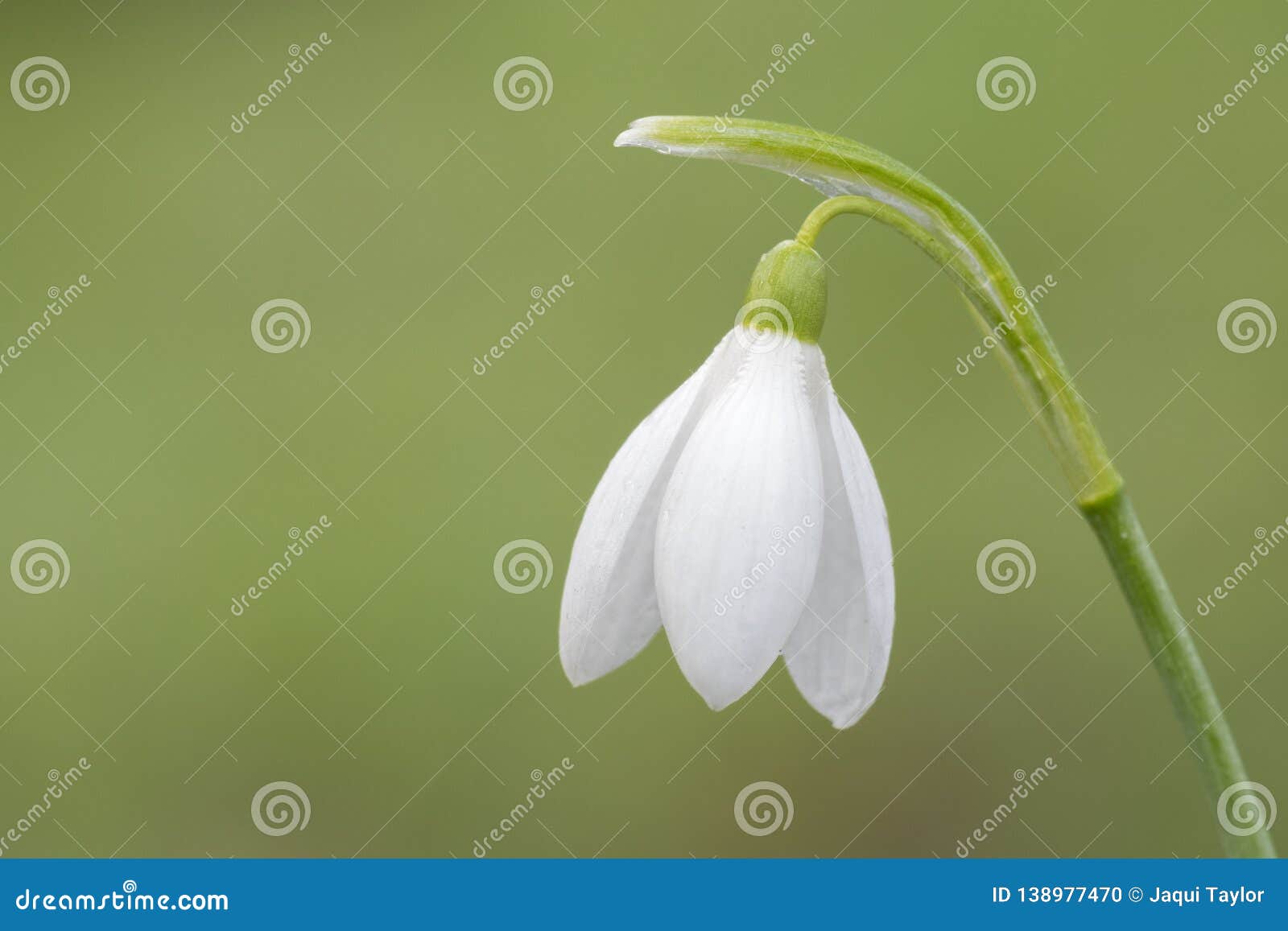 A single snowdrop stock photo. Image of petals, bloom - 138977470