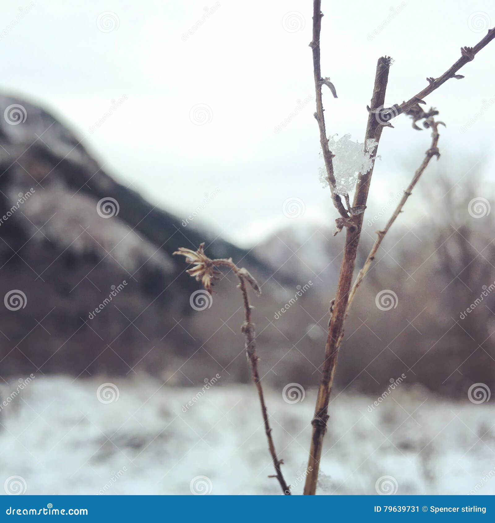 Single Snowflake stock image. Image of macro, small, cold - 79639731