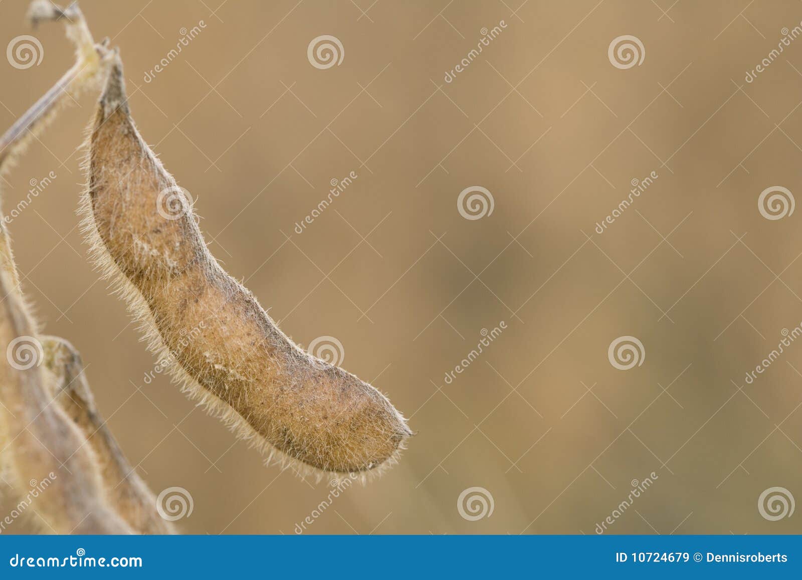 Single Sobean Hanging from Plant Stock Image - Image of crop, freshness ...