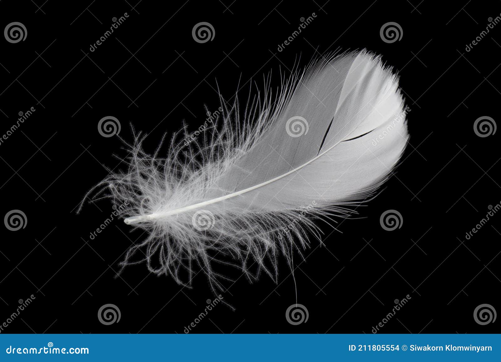 Single Soft and Light Feather Isolated on Black Background Stock Photo ...