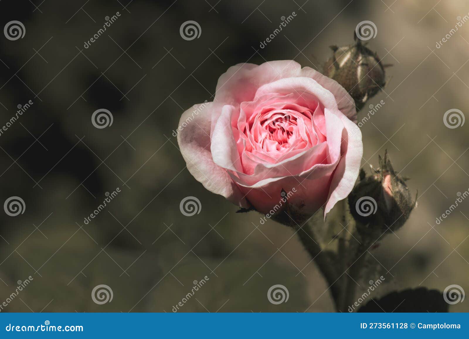 A Single Soft Pink Rose in the Shade Stock Photo - Image of floral ...