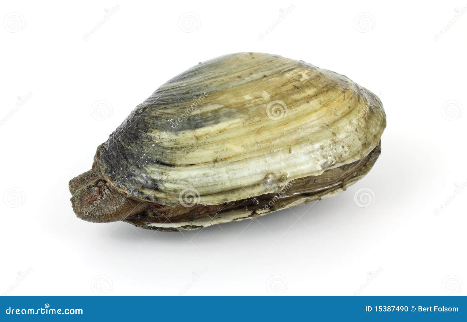 3,528 Shell Mud Stock Photos - Free & Royalty-Free Stock Photos from ...