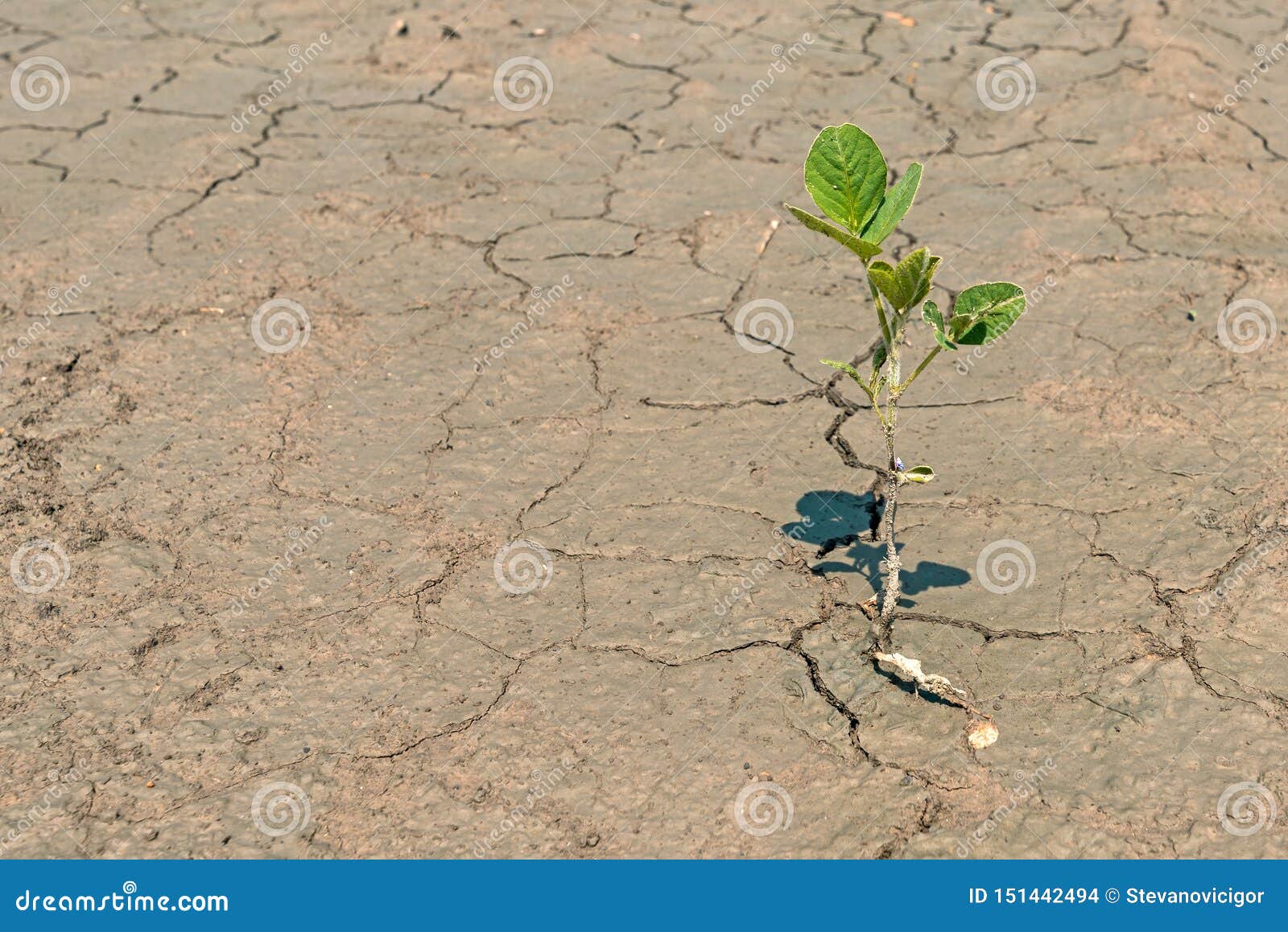 Single Soybean Plant in Field Stock Photo - Image of green, growing ...