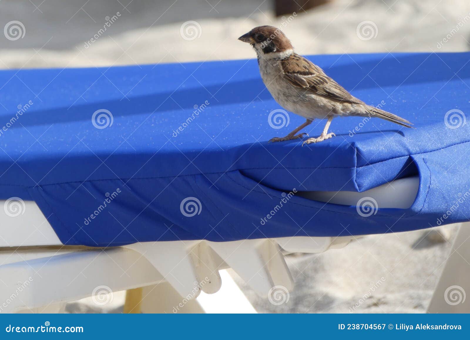 Single Sparrow Standing on Blue Surface on the Beach Stock Image ...