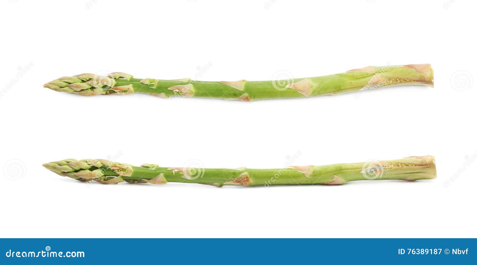 Single Spear of Asparagus Isolated Stock Image - Image of green ...
