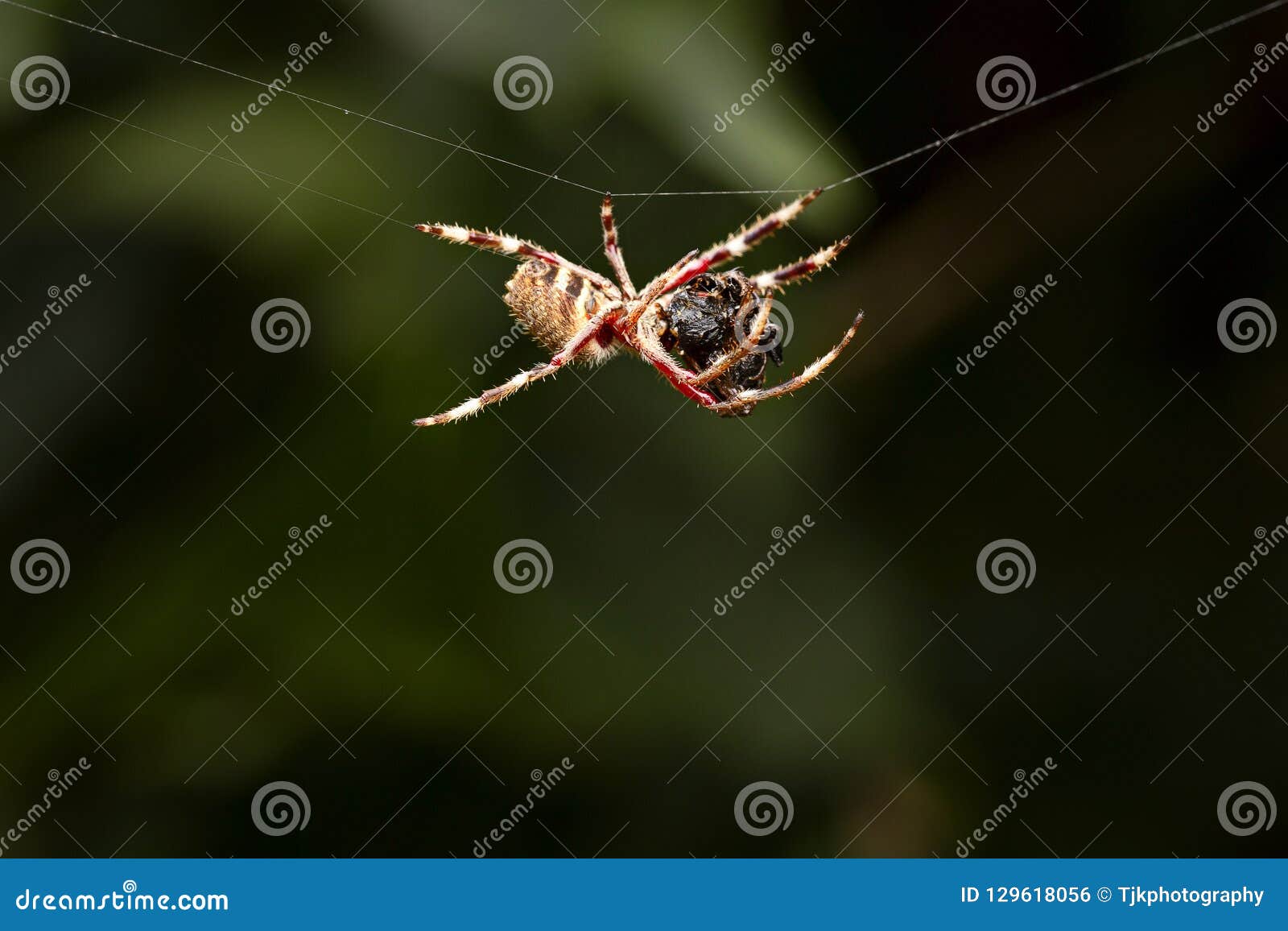 Single Spider Hanging from a Web, Close Up Stock Photo - Image of ...