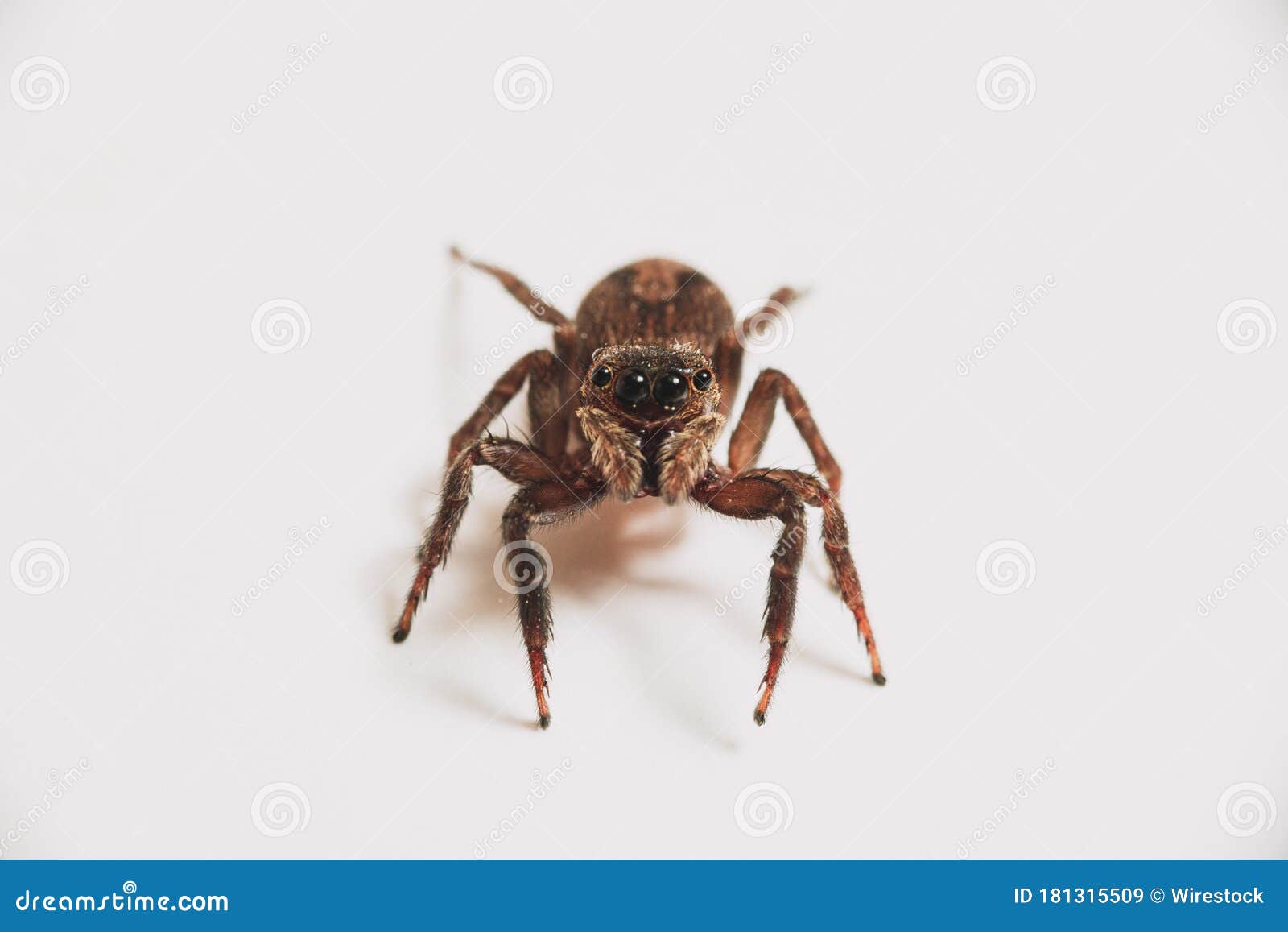 Single Spider Isolated on a White Background Stock Image - Image of ...