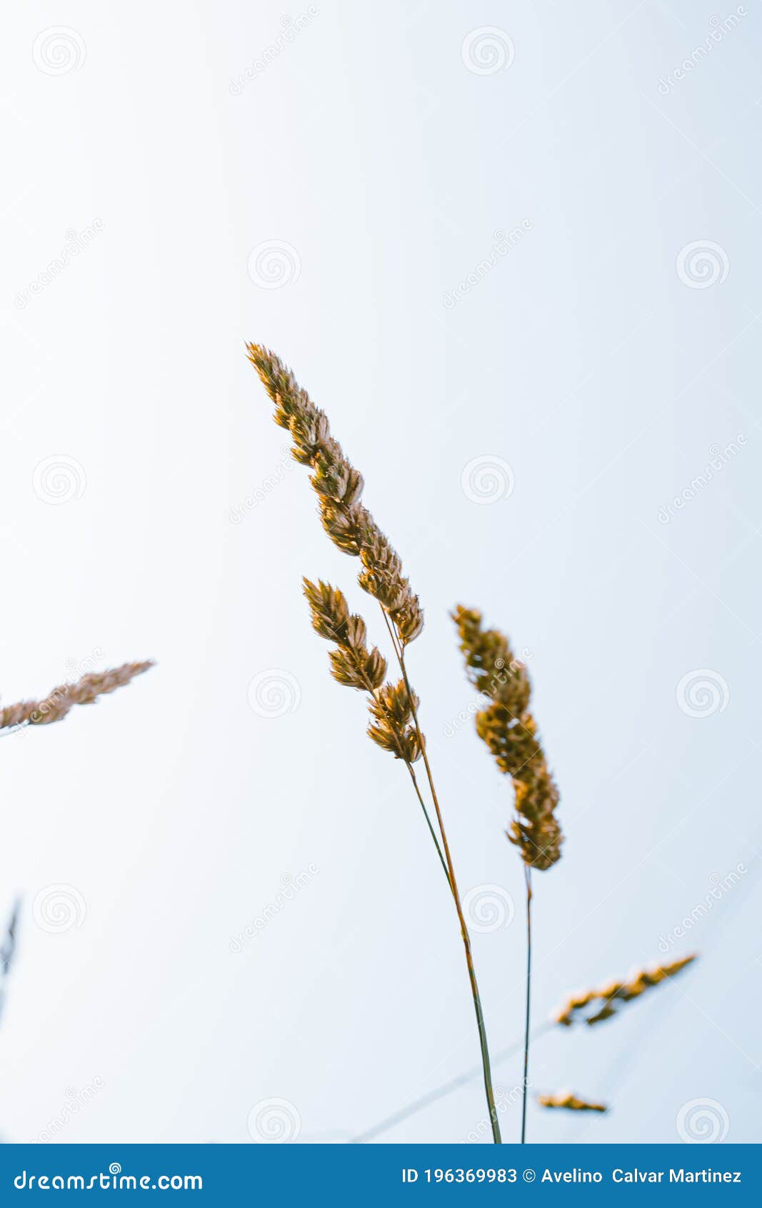 Single Spike Wallpaper Floating in the Air with a Clear White ...