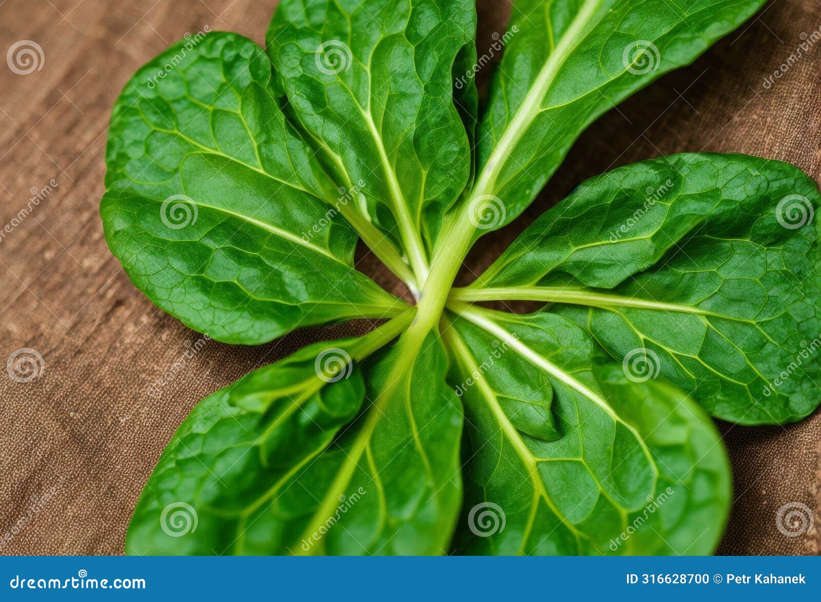 Single Spinach Leaf Centered on a Minimalist Brown Fabric Background ...