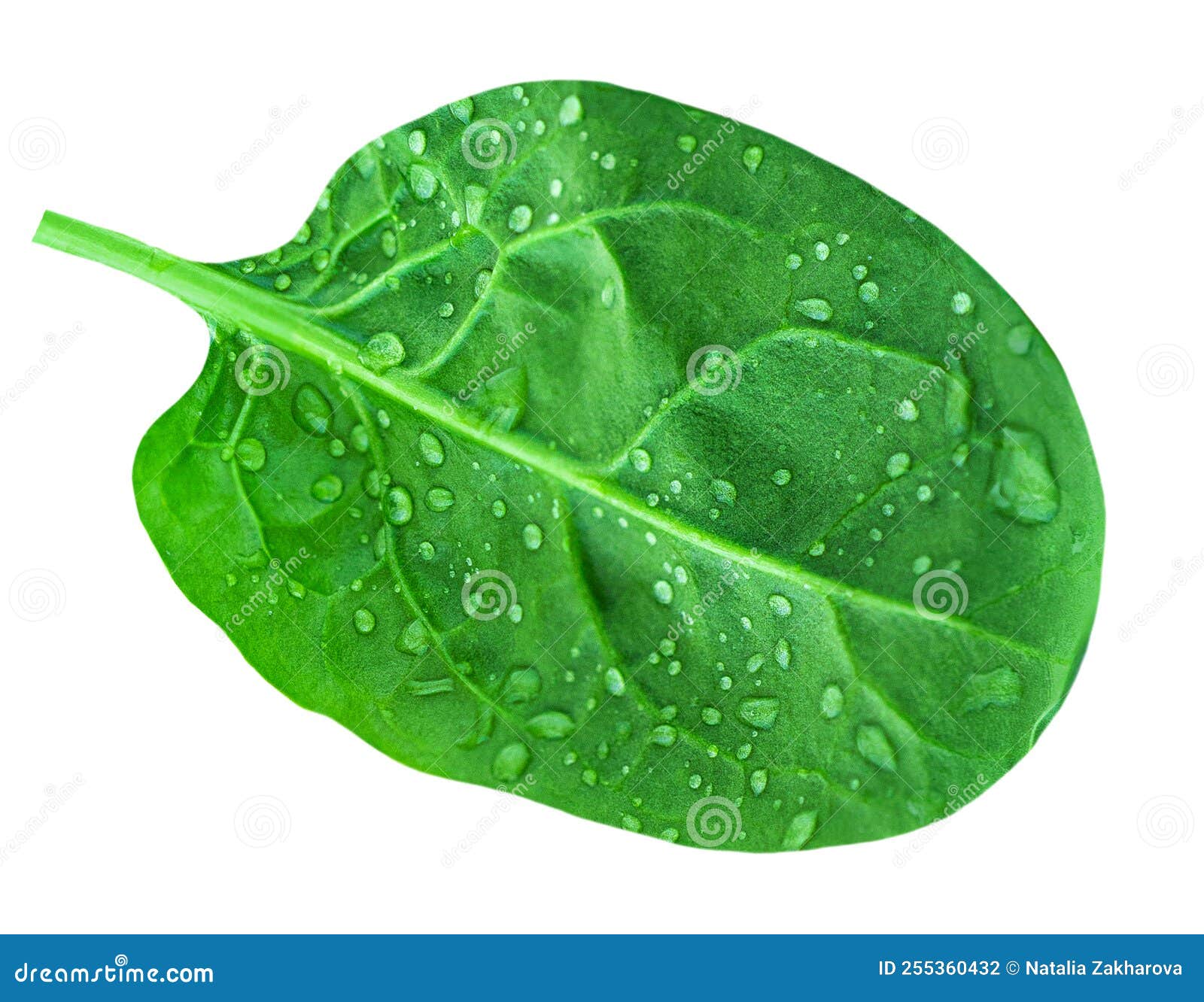 Single Spinach Leaf Isolated on White Background. Fresh Baby Spinatch ...