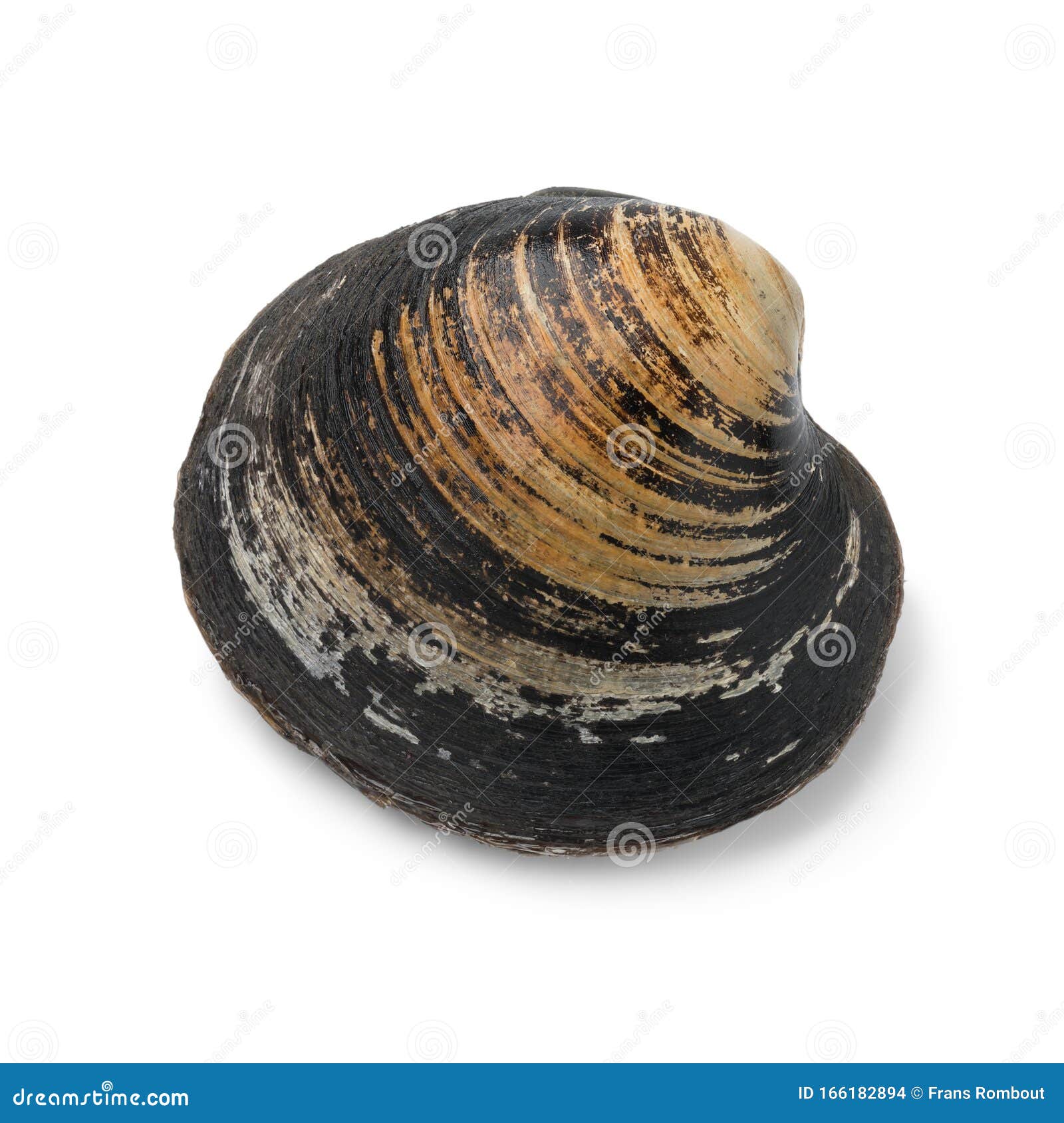 Fresh Raw Spisula Solida, Surf Clams Stock Photography | CartoonDealer ...