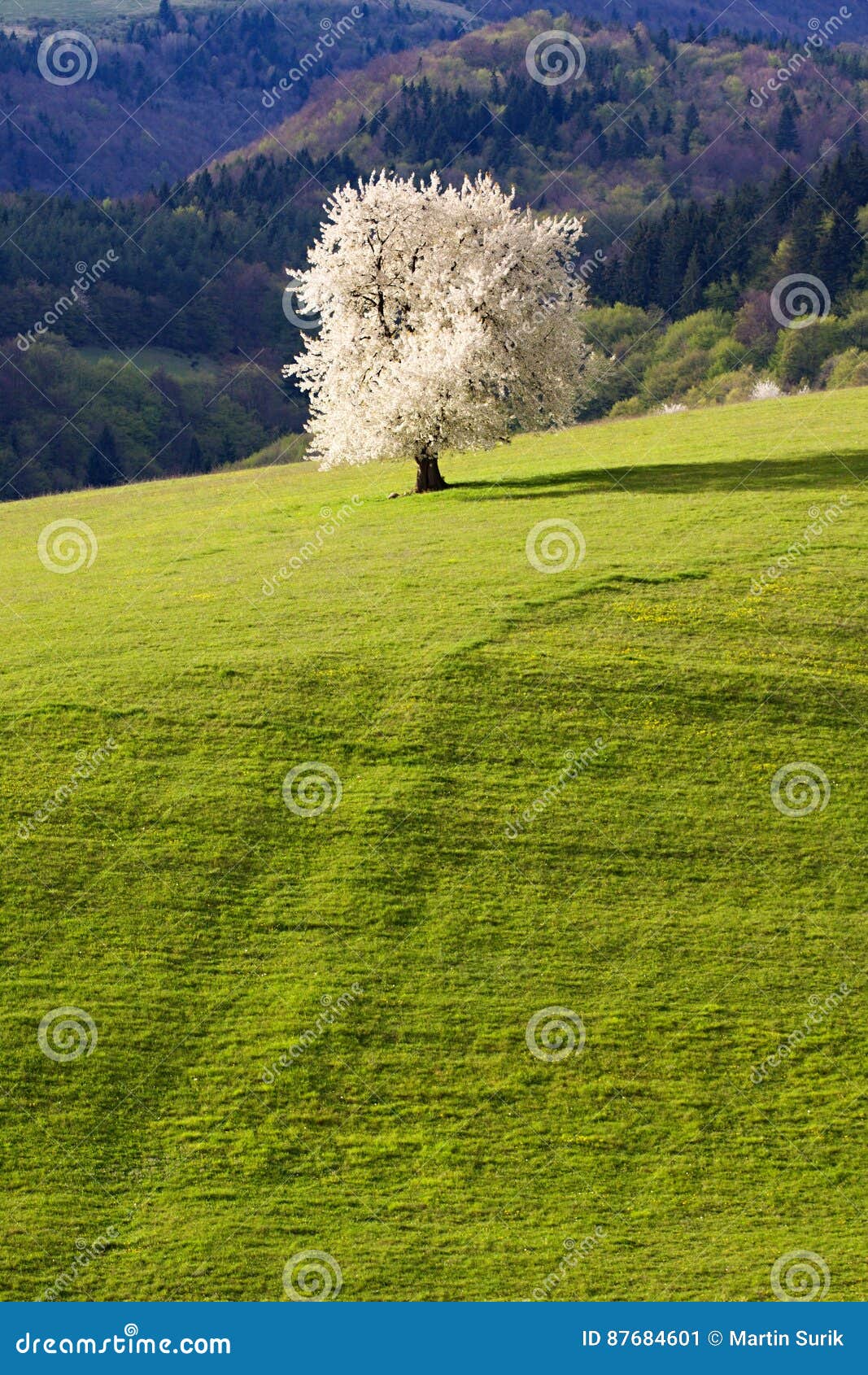 Single spring cherry tree stock image. Image of pasture - 87684601