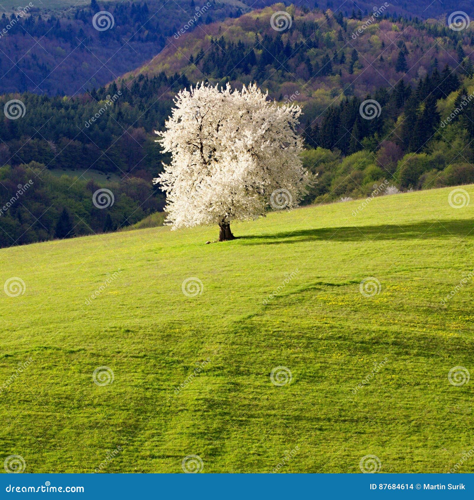 Single spring cherry tree stock photo. Image of flower - 87684614