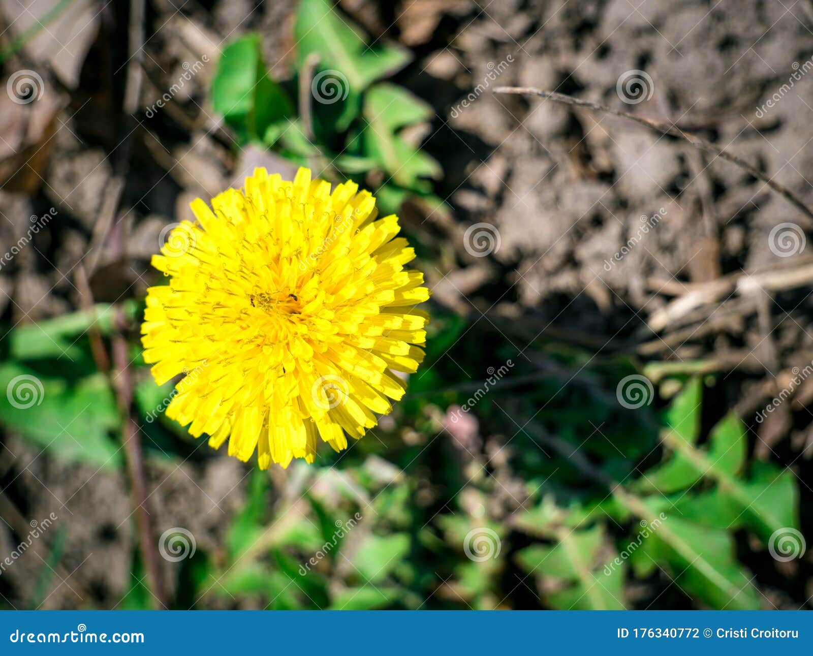 Single Spring Flower on the Ground Stock Photo - Image of ...