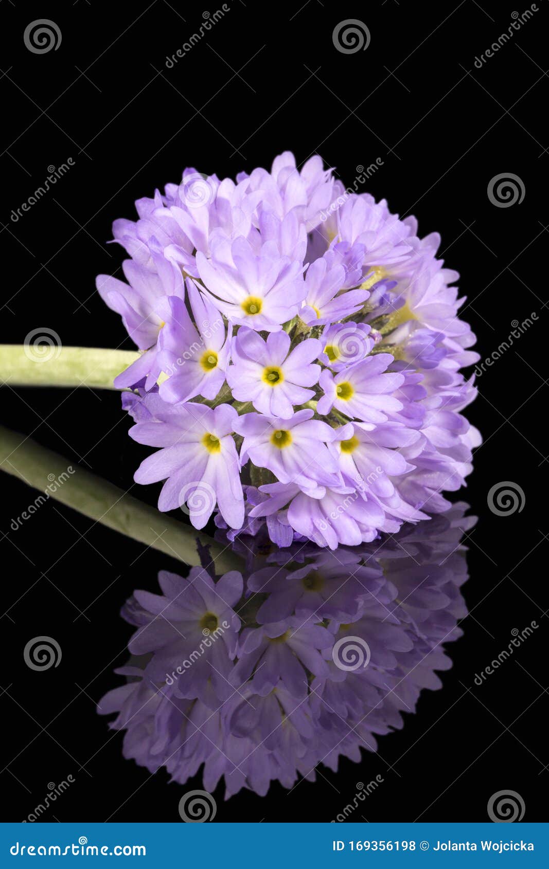 Single Spring Flower of Lilac Primula Isolated on Black Background ...