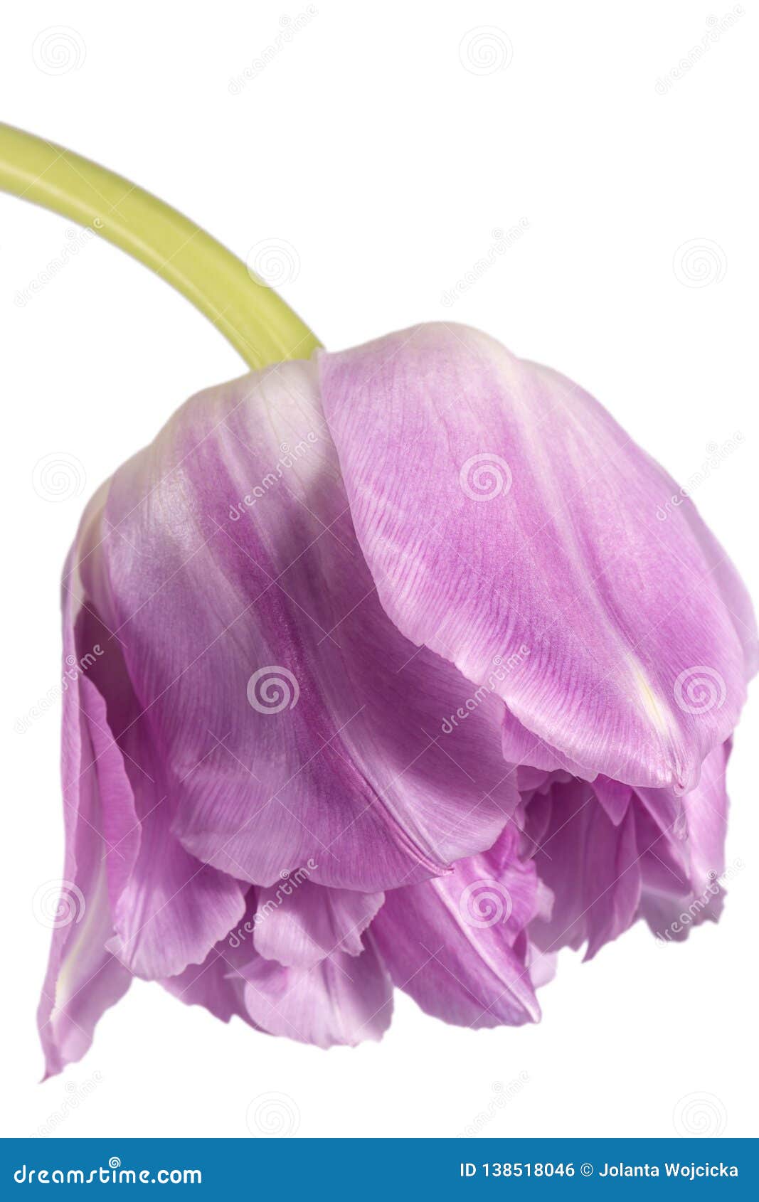 Single Spring Flower Pink Tulip Isolated on White Background, Close Up ...