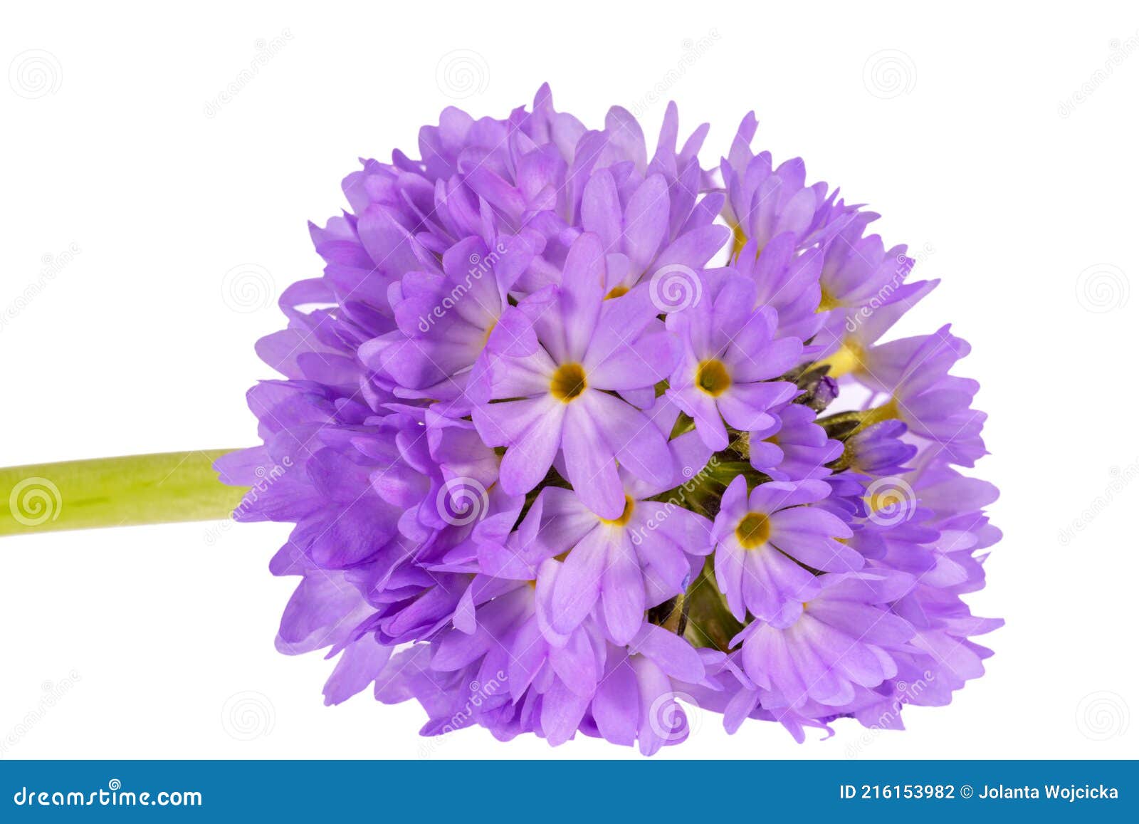 Single Spring Flower of Primula Isolated on White Background, Close Up ...